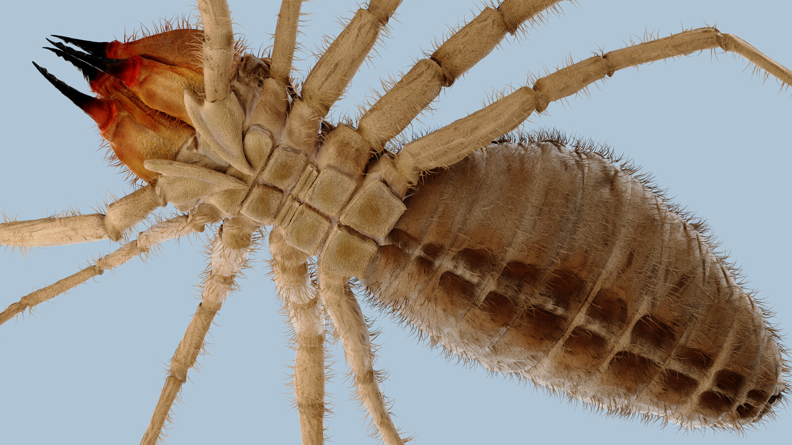 Aaron Sakhi - Monstrous Solifugae 3D model