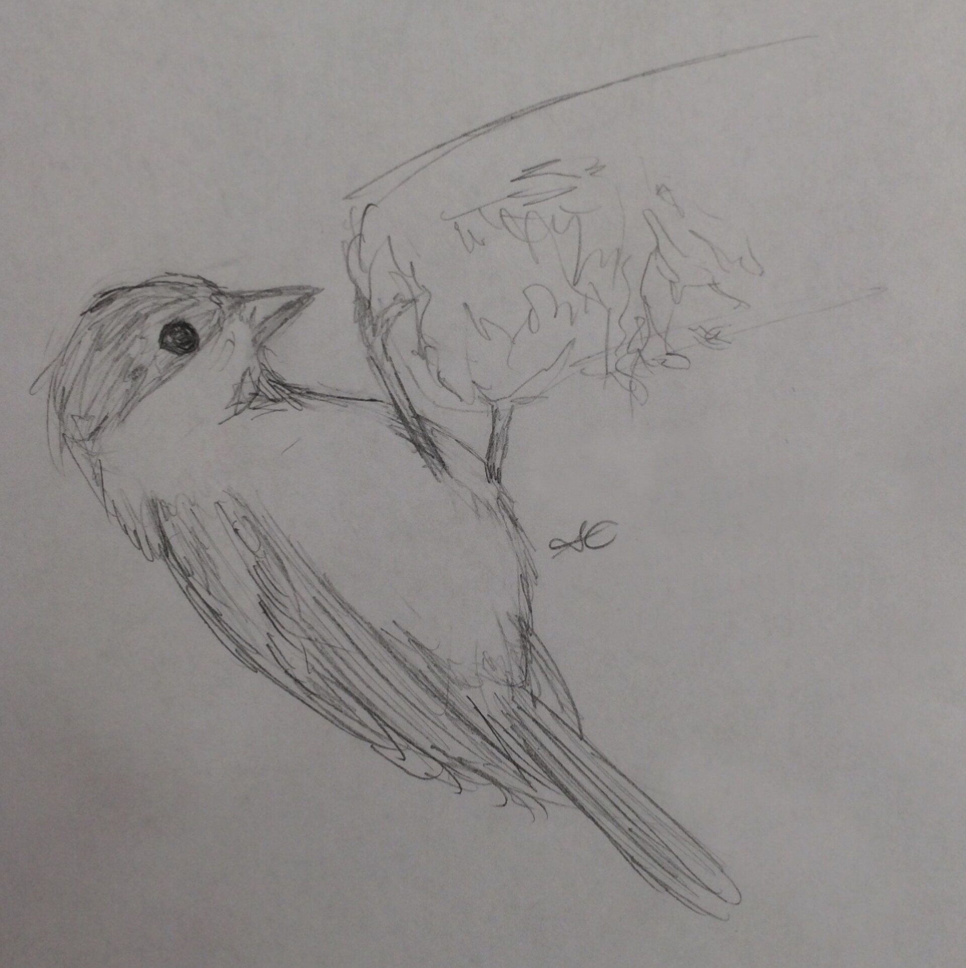 ArtStation - bird sketches 1