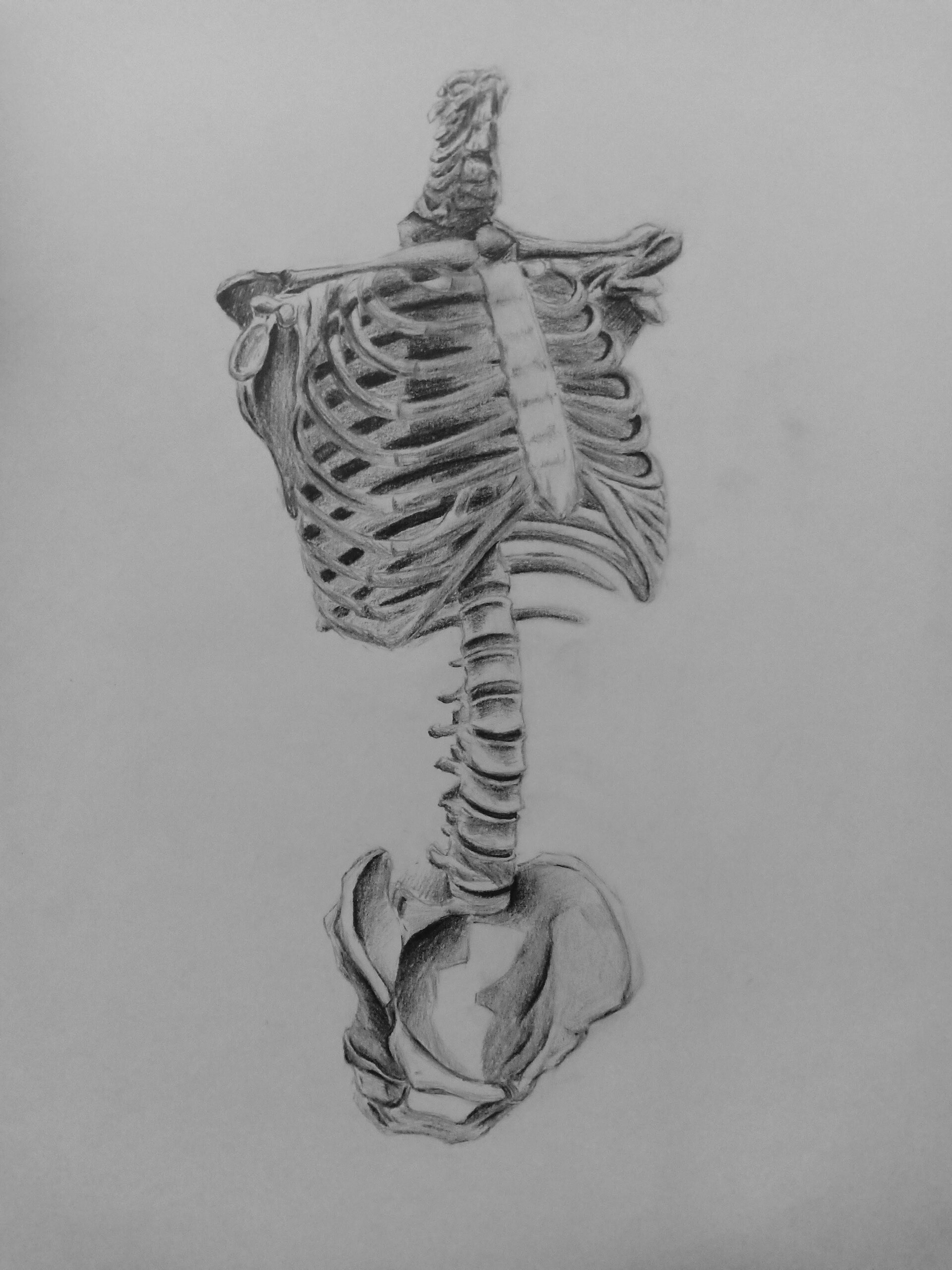 ArtStation - Skeleton sketch