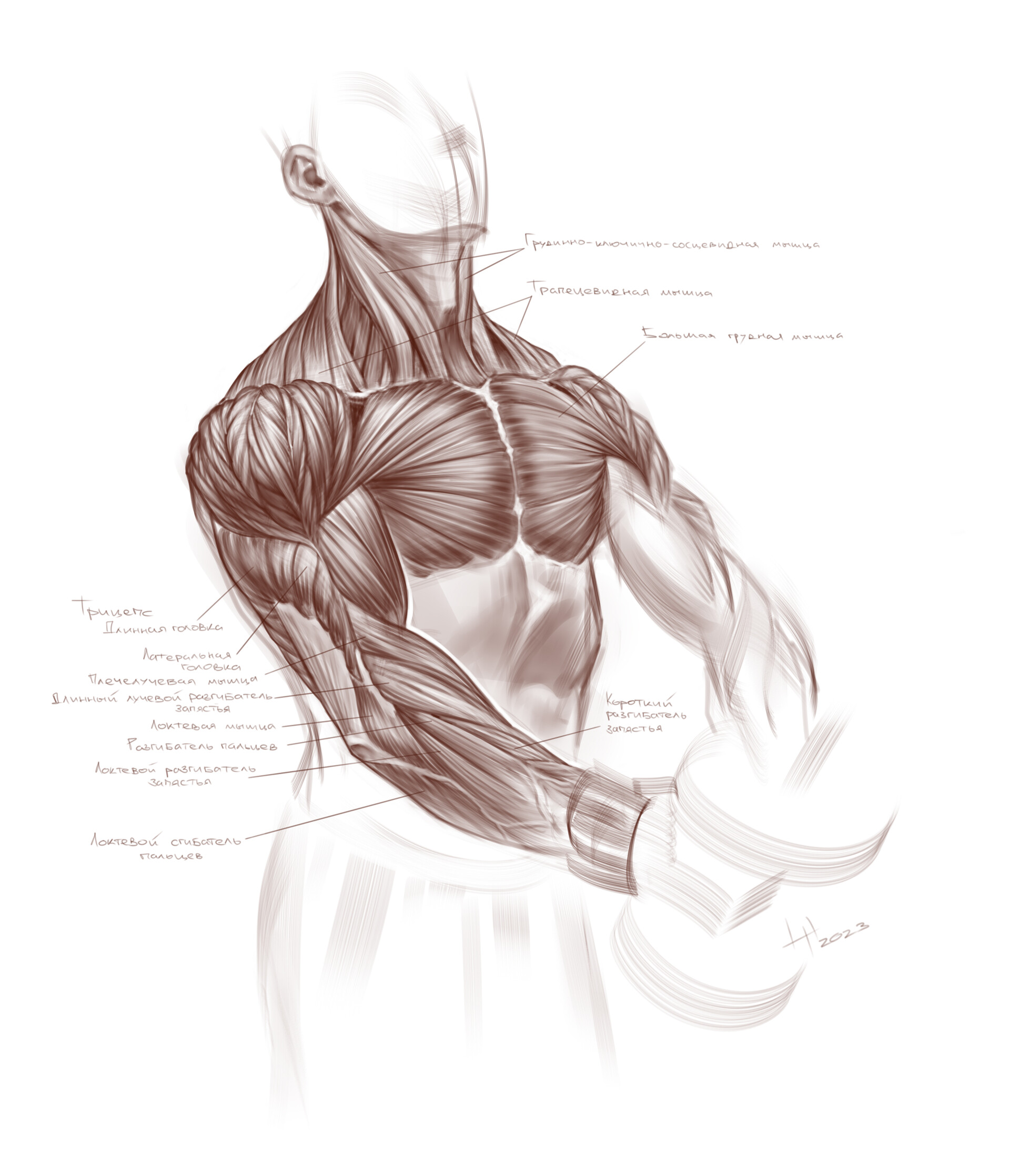 ArtStation - Anatony studies