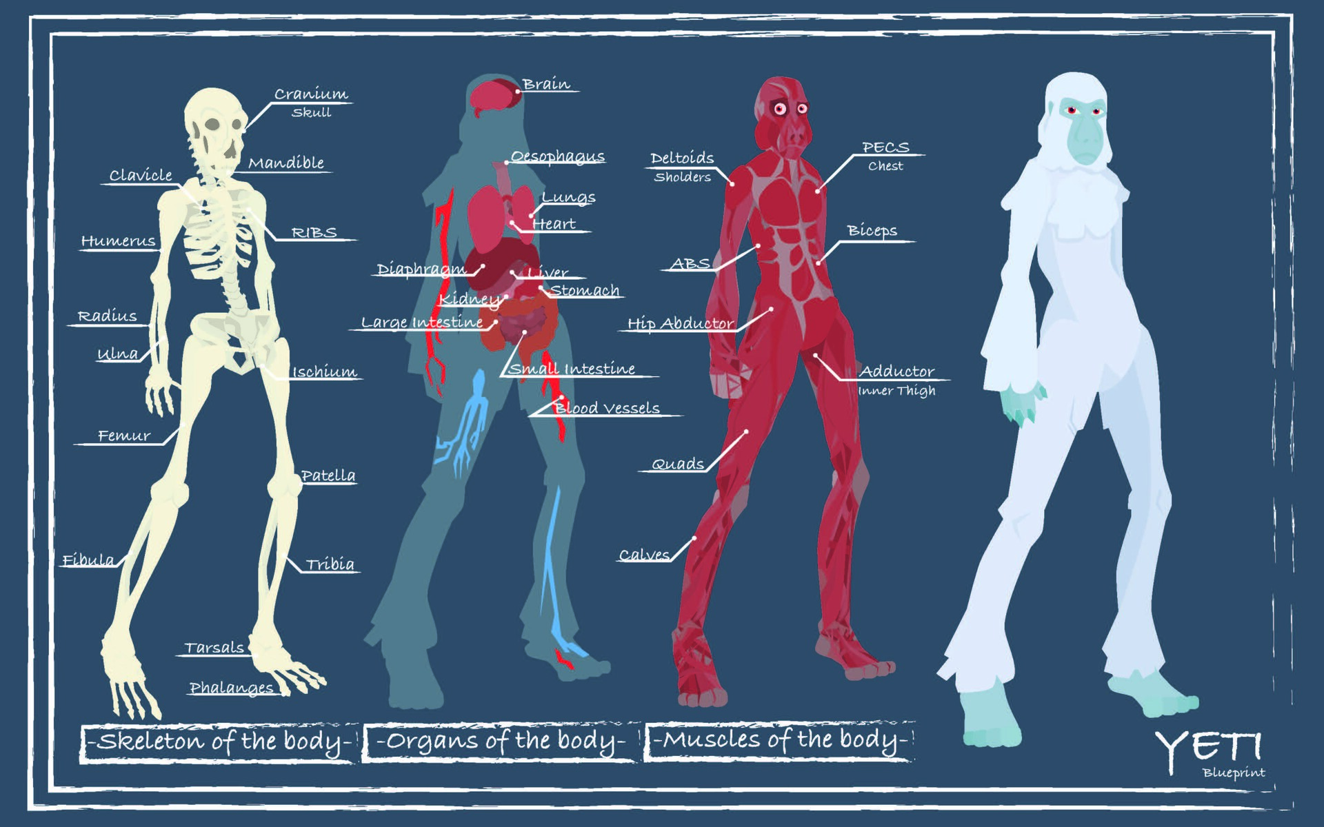 ArtStation - Yeti Anatomy