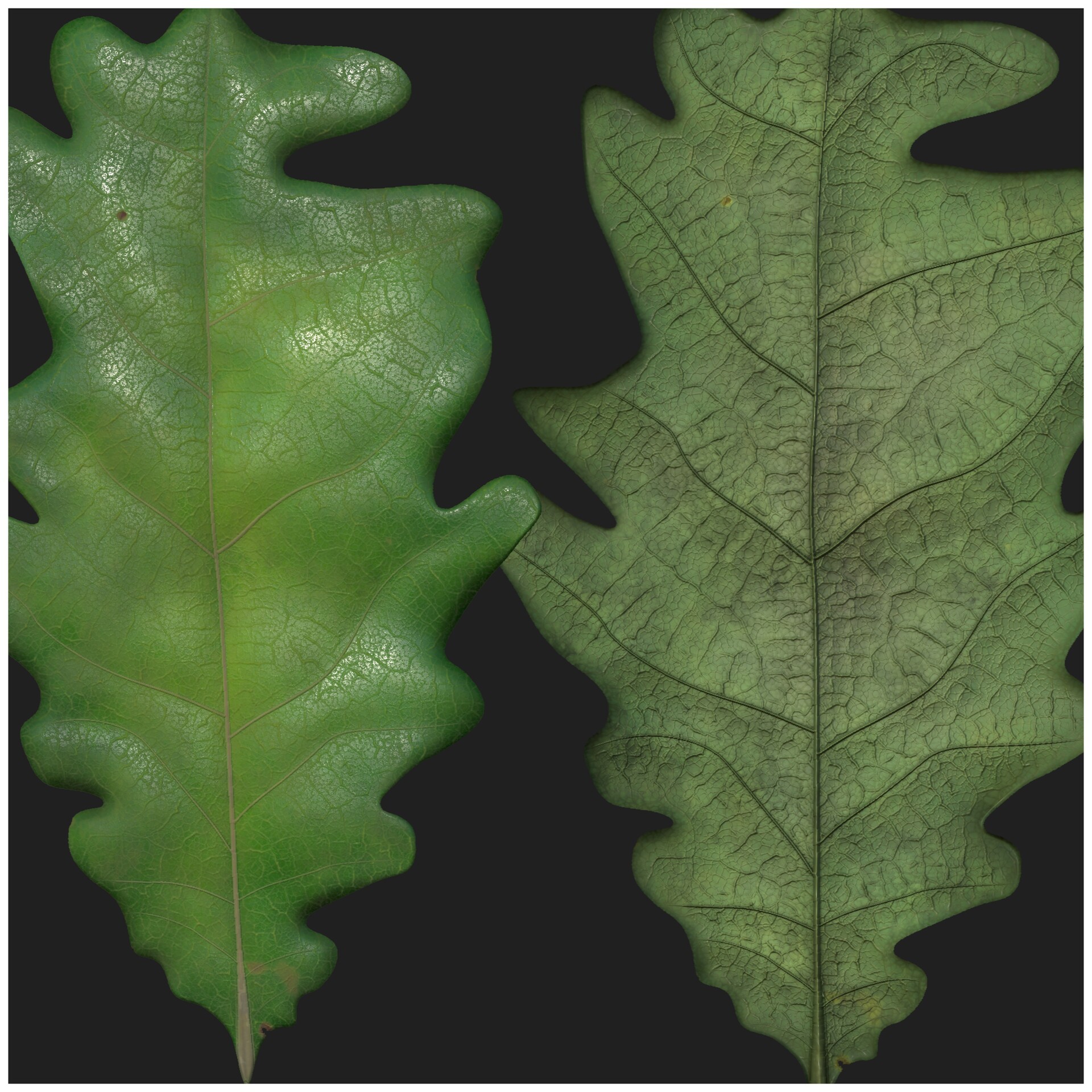 Oak Tree Leaves Texture