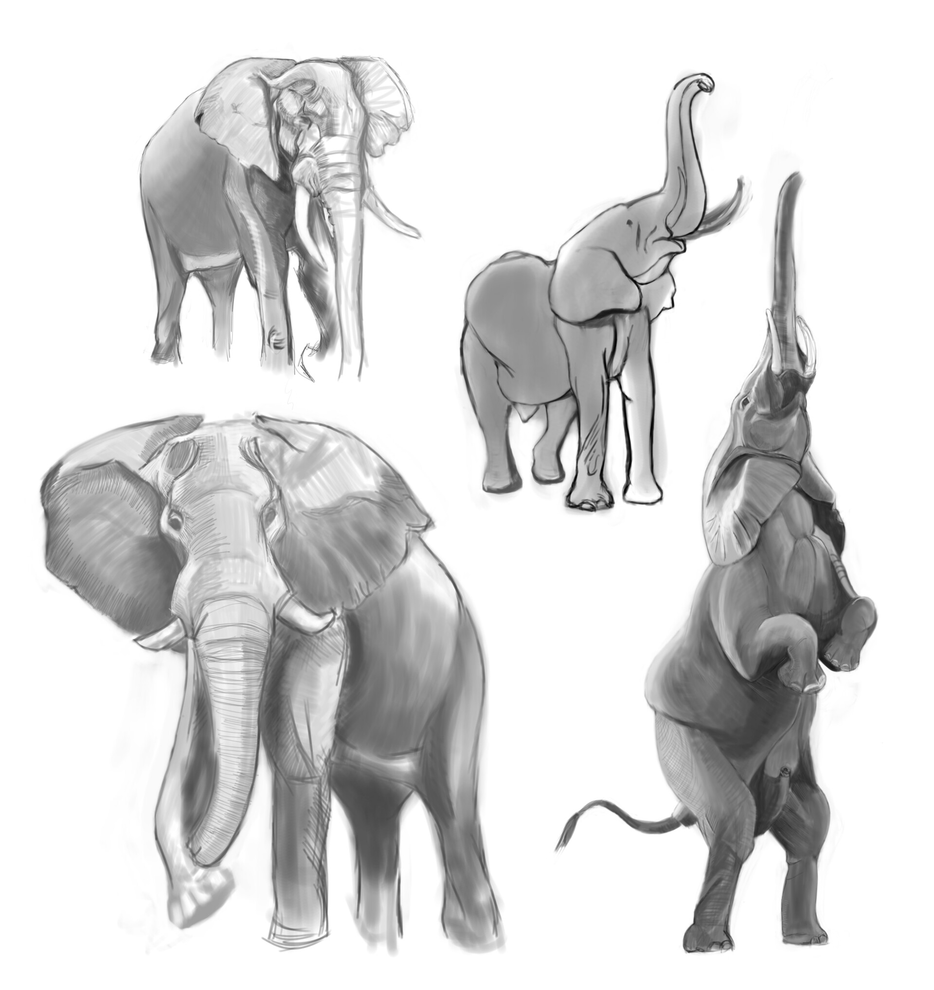 ArtStation - Elephants_sketch