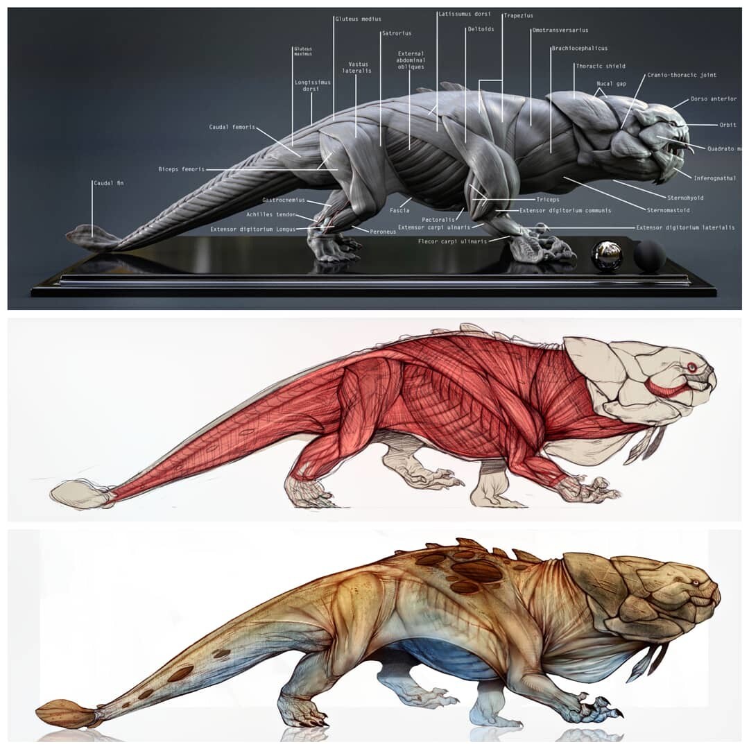 Nicolas MOREL - Draco Bullitis Study n°1 : Muscles
