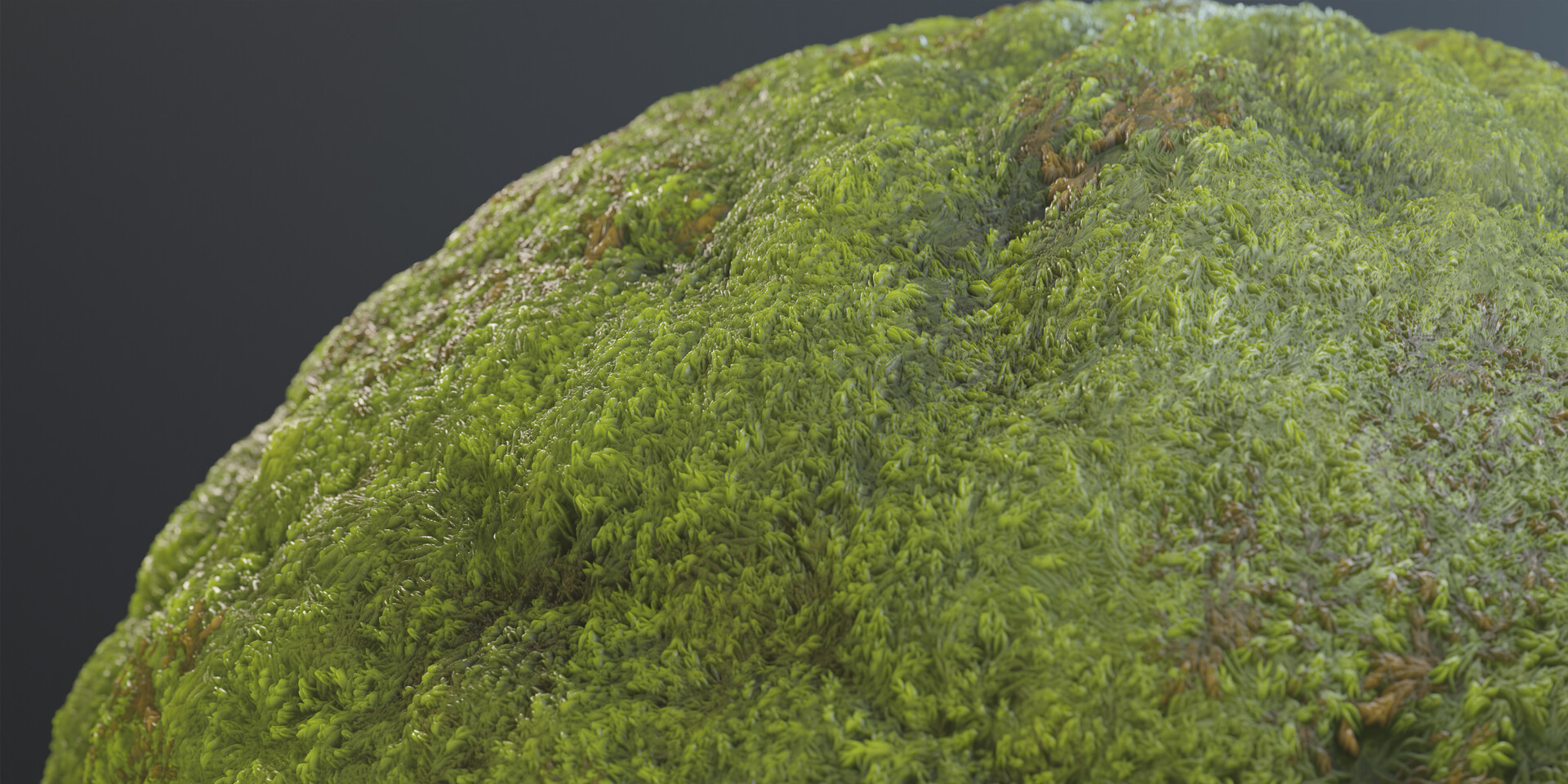 Tomas Verstraete - PBR Moss Material