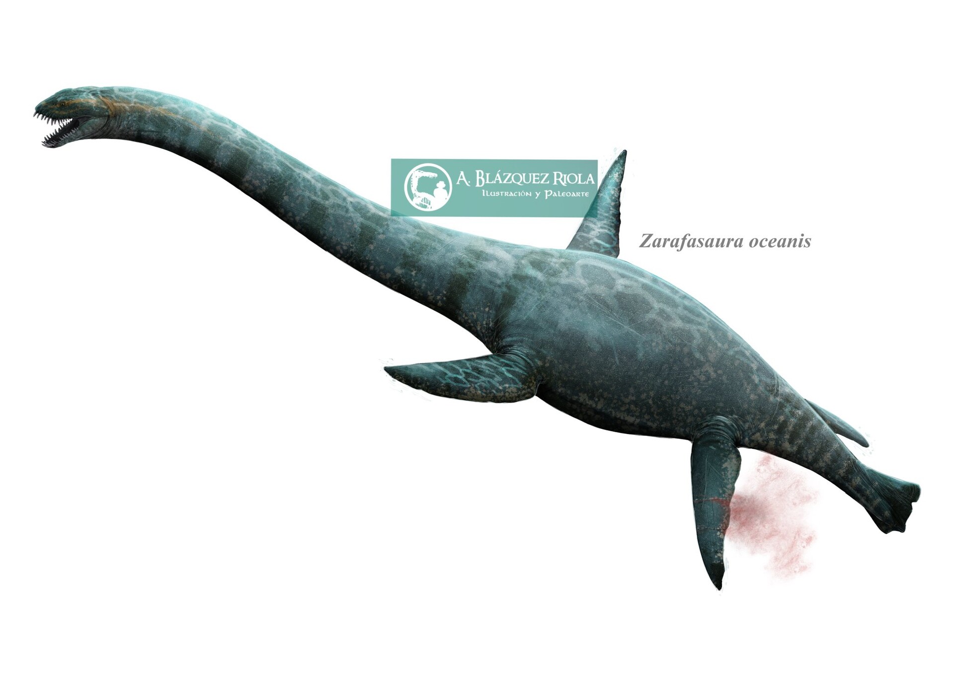 Adrián Blázquez Riola - Zarafasaura oceanis - 2023