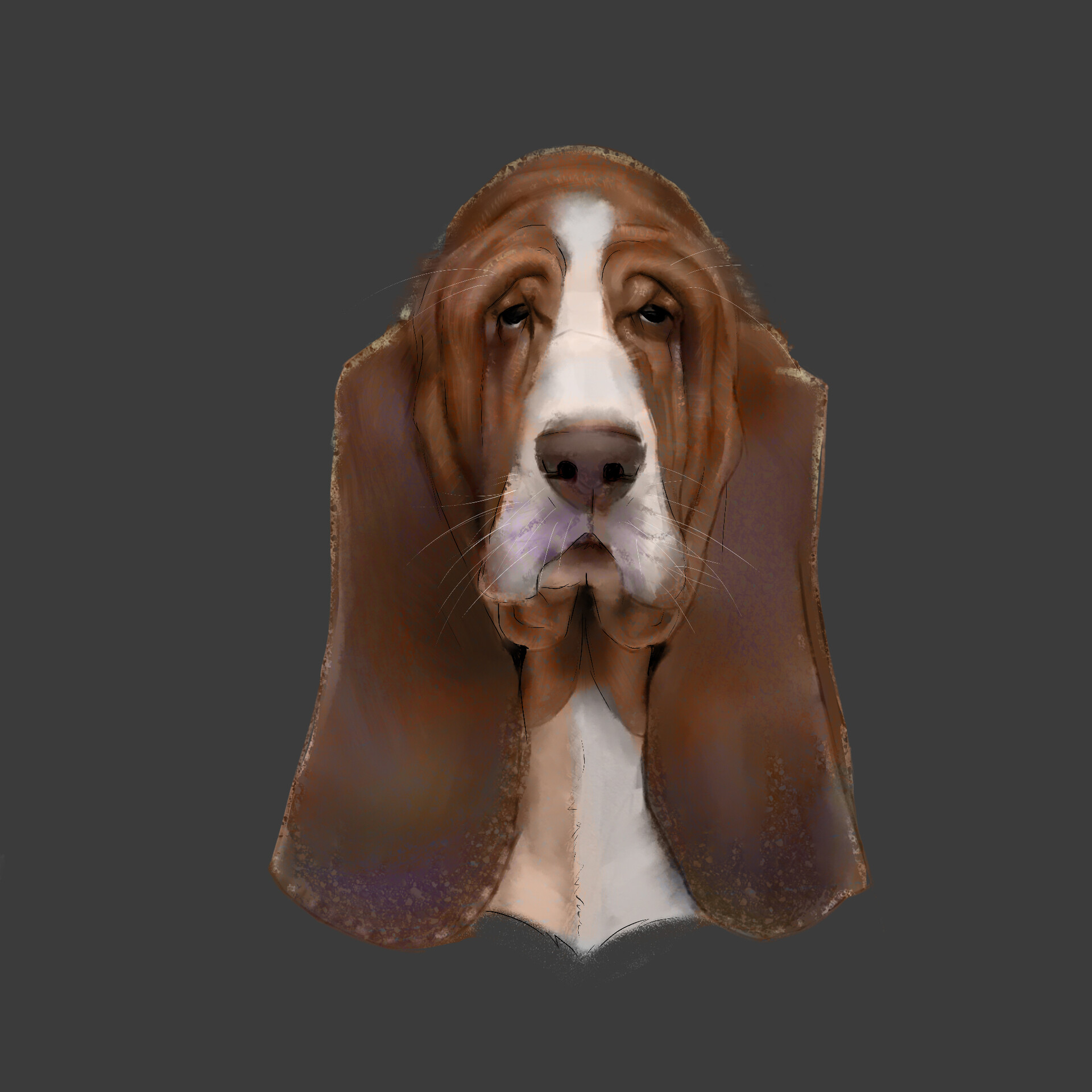 ArtStation - Basset Hound