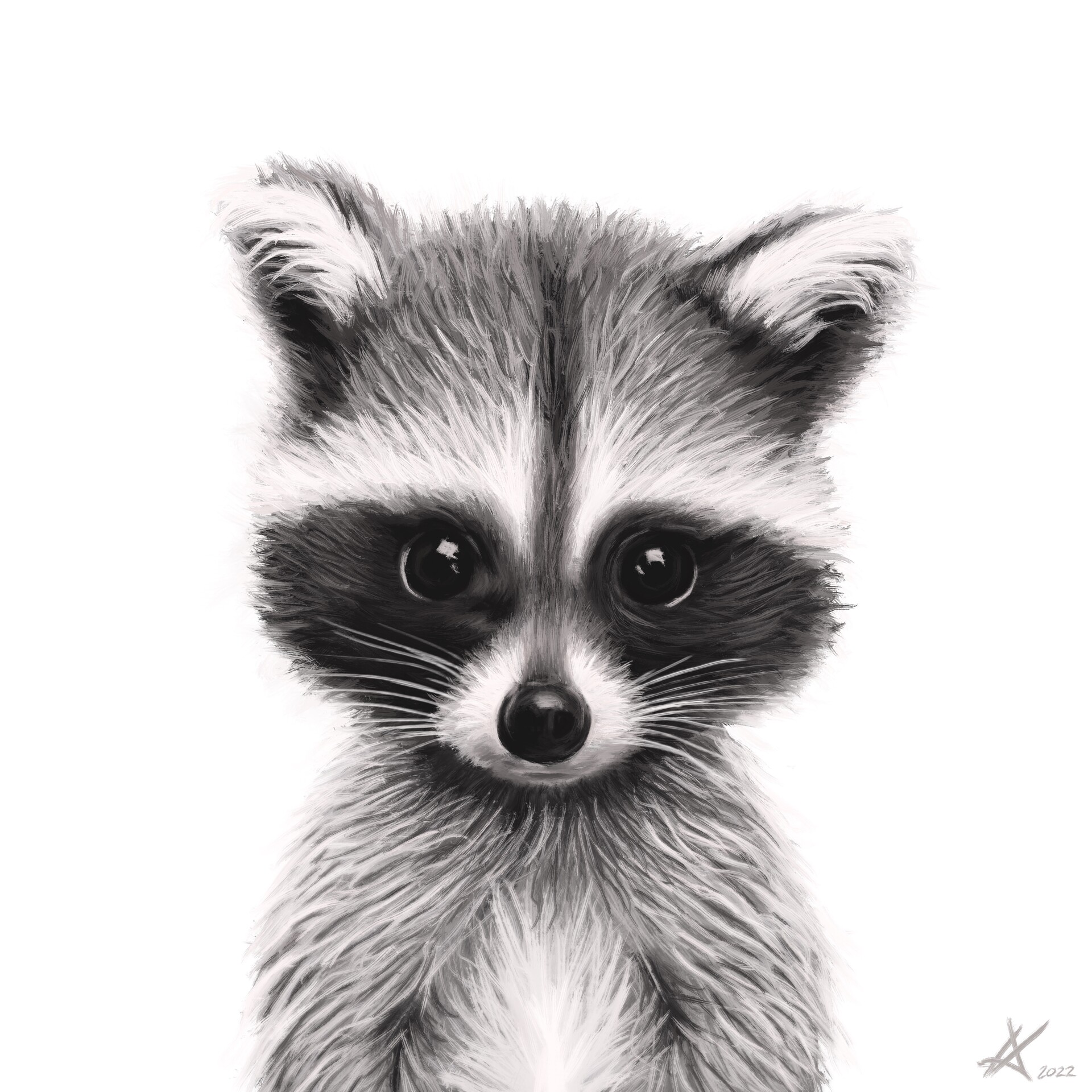 Baby Raccoon Drawing