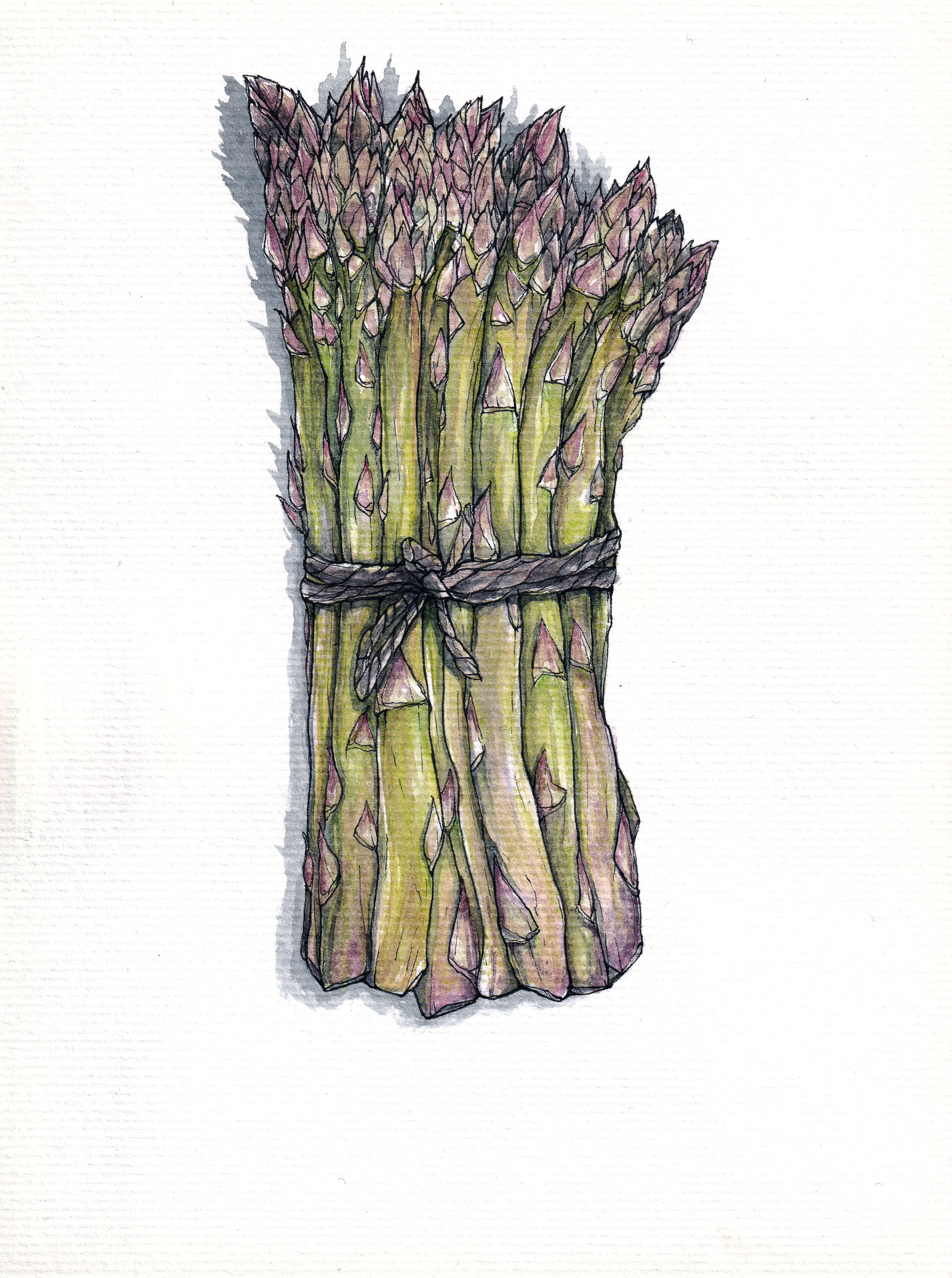 asparagus drawing
