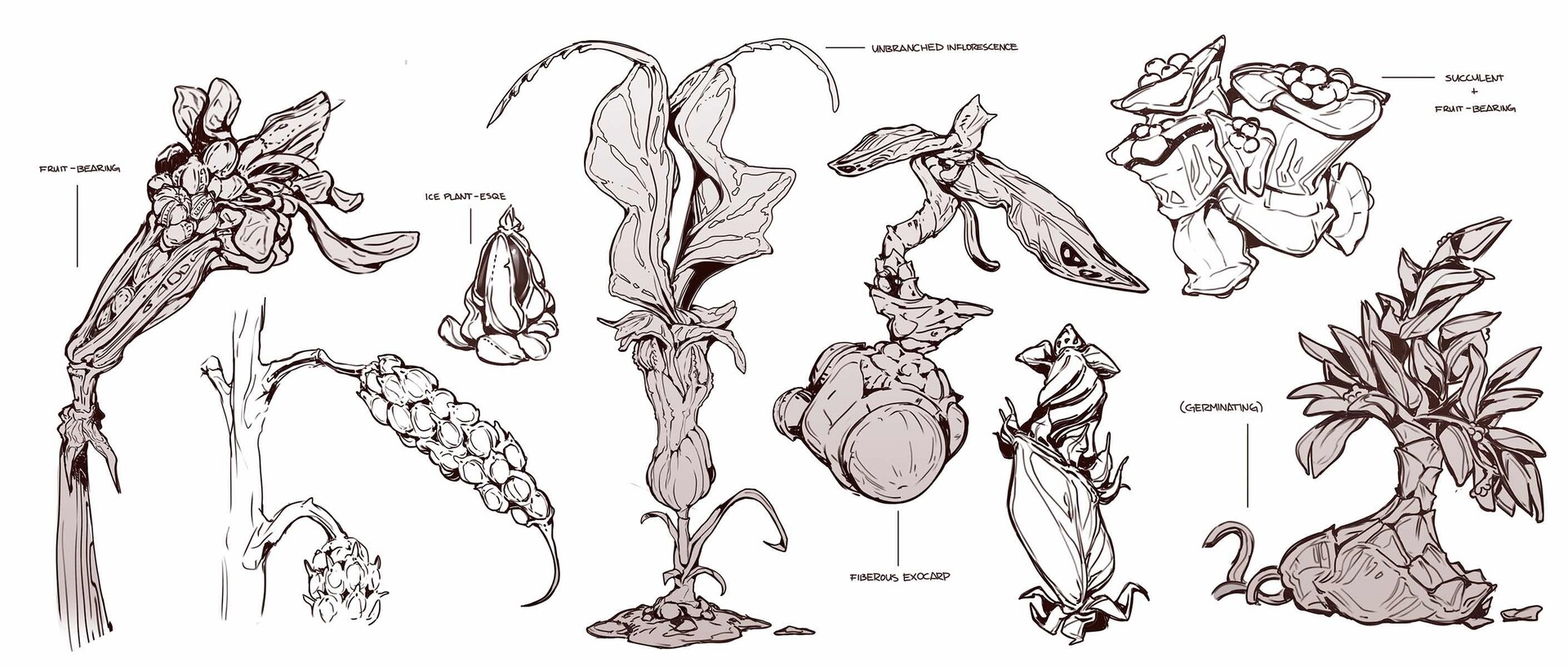 ArtStation - Botanical Sketch: Study of Plants
