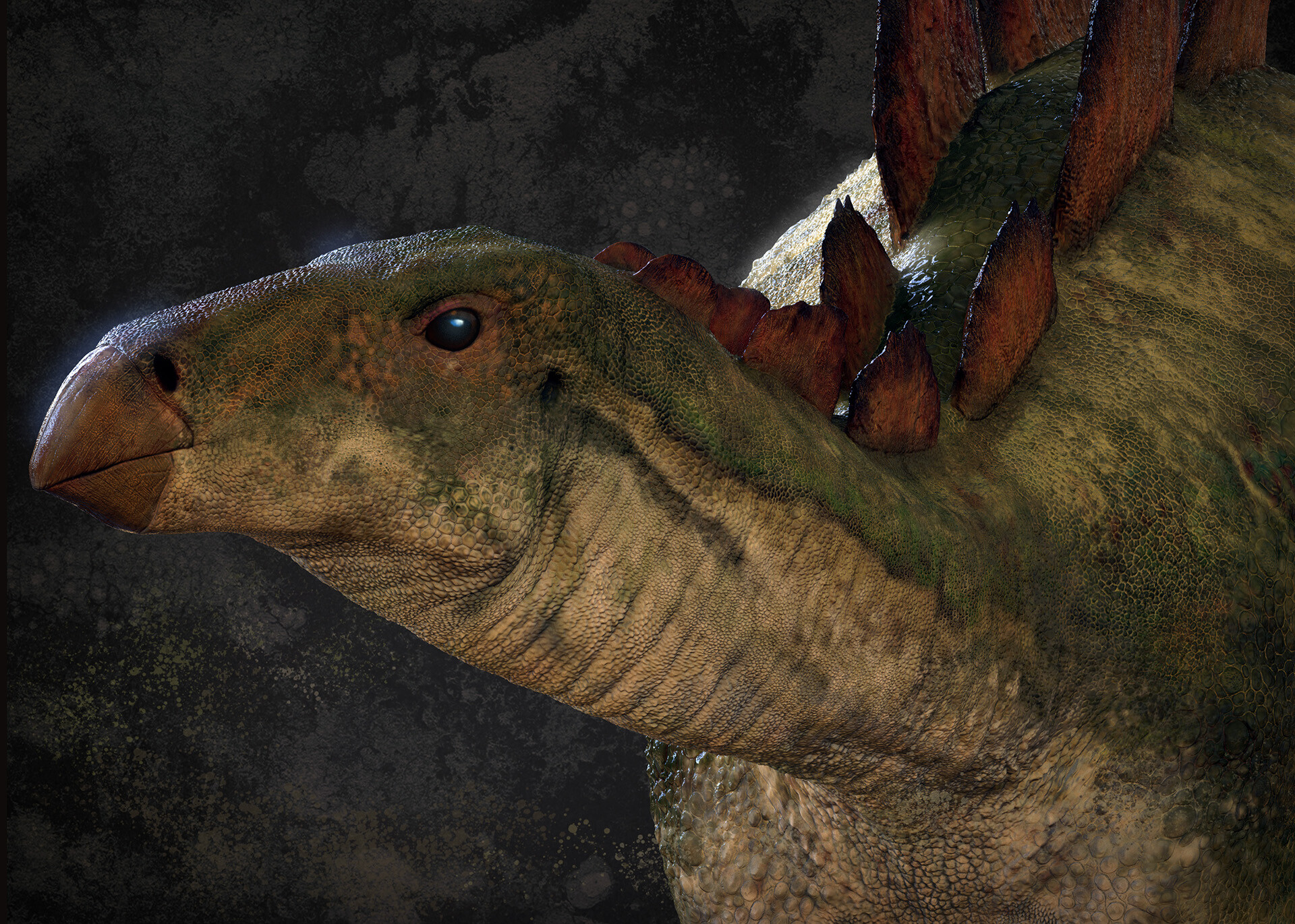 Wuerhosaurus Images