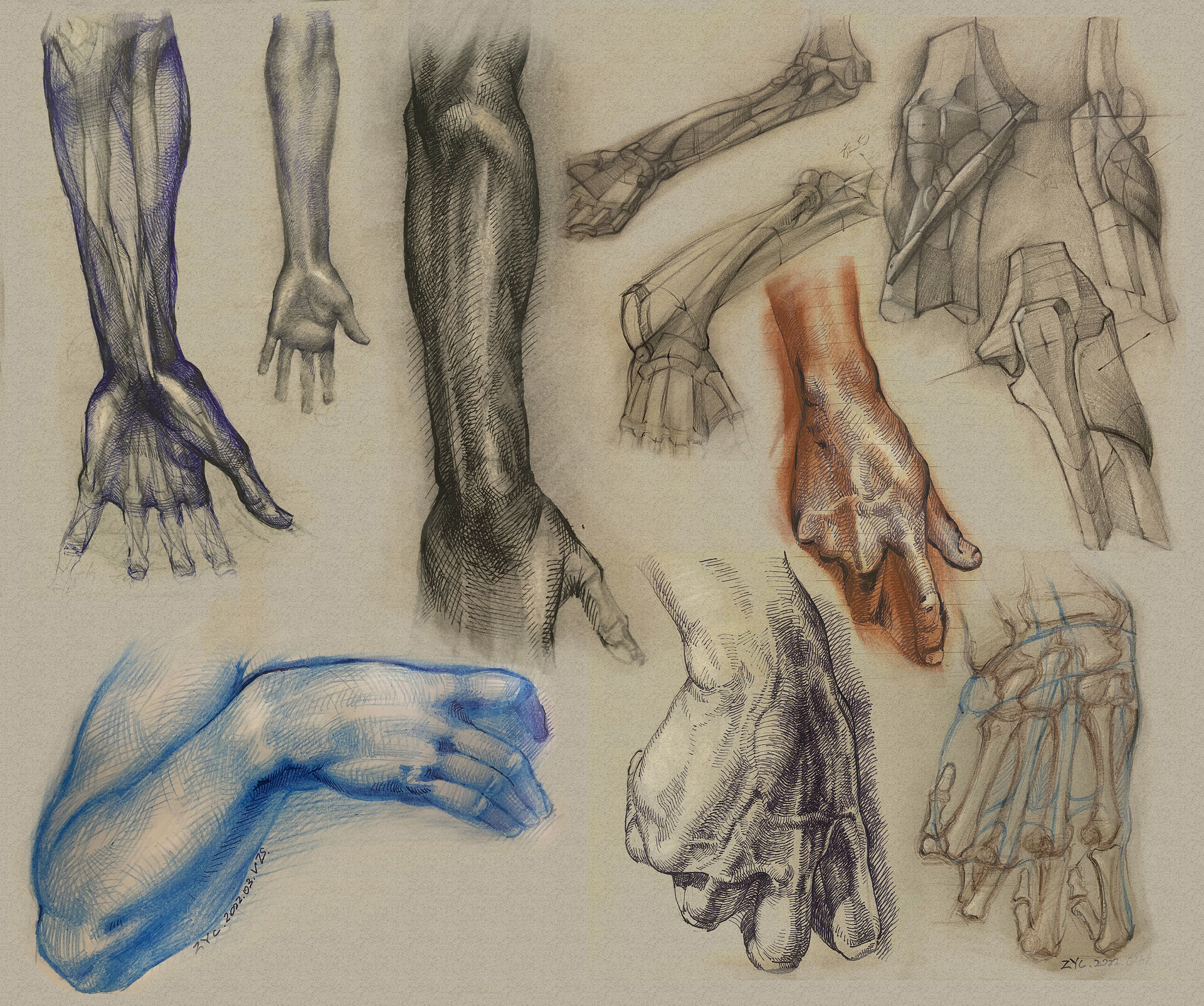 ArtStation - hands and arms