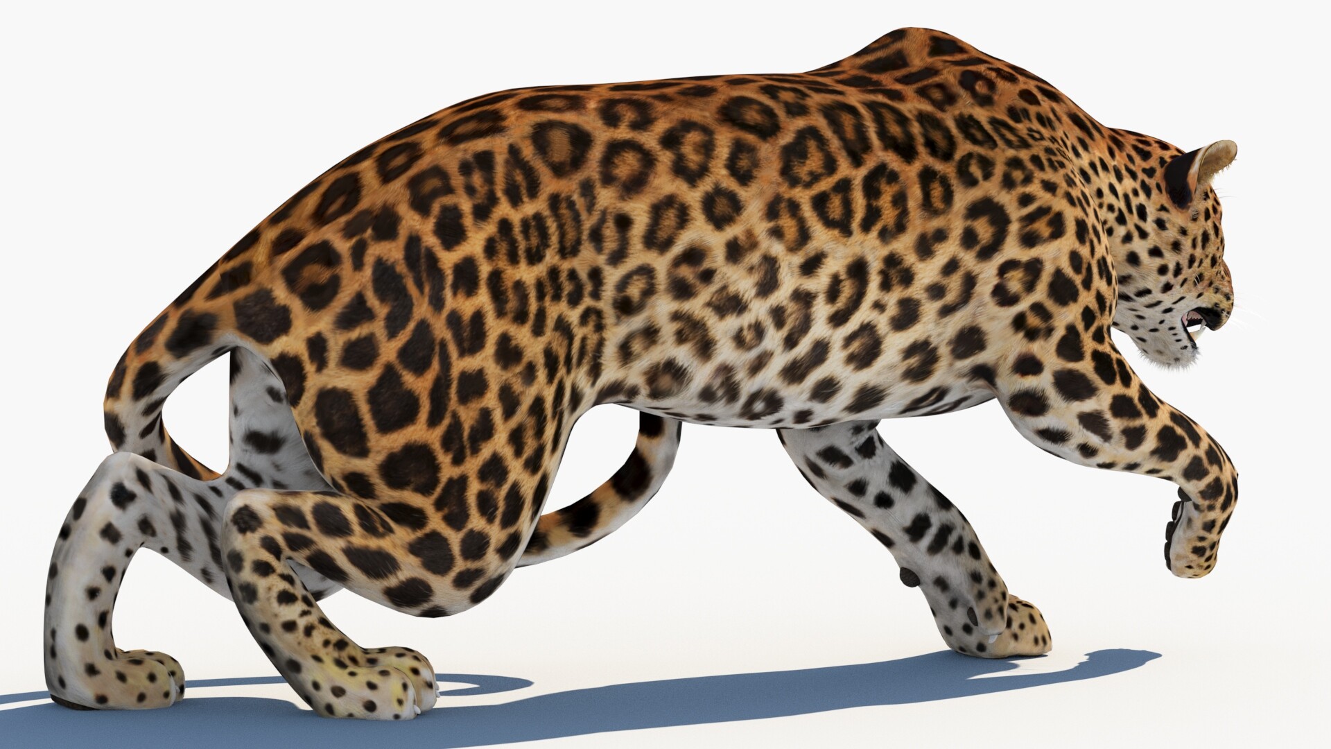 Andranik TIGRANYAN - 3D Animated Sri Lankan Leopard Model | PROmax3D