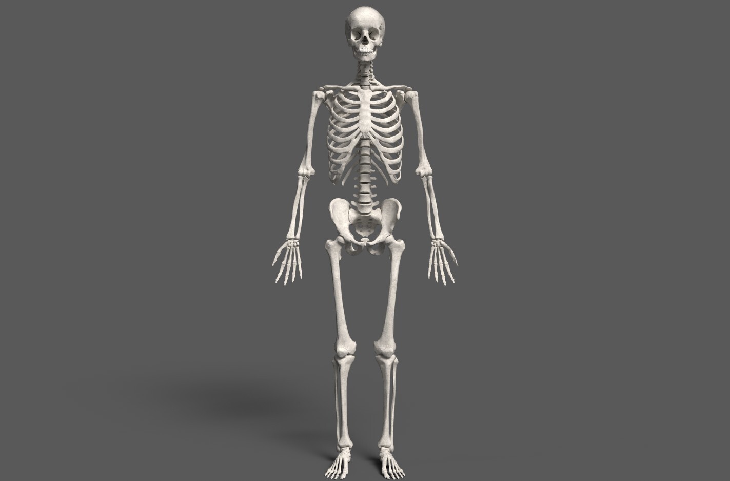 ArtStation - Skeleton - 3D anathome project