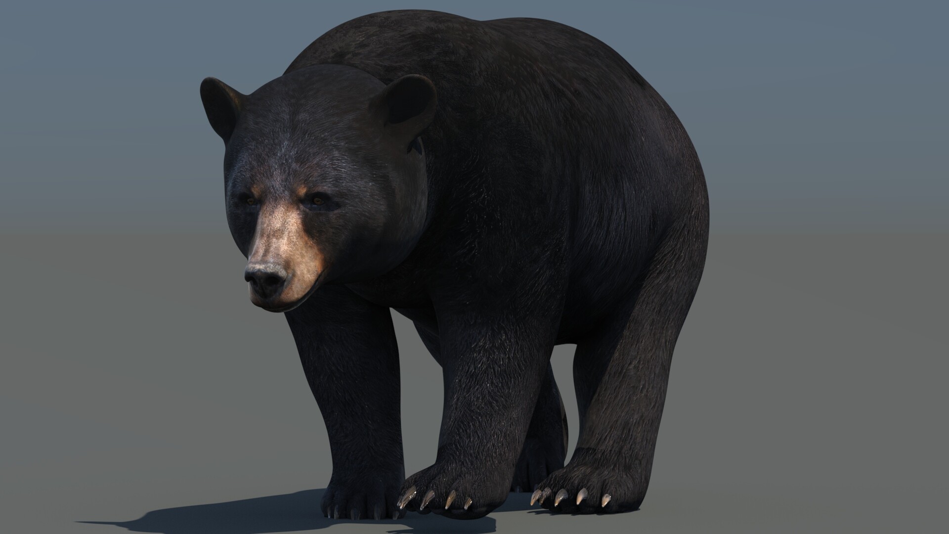 Andranik Tigranyan - Animated Black Bear 3D Model - Game Ready