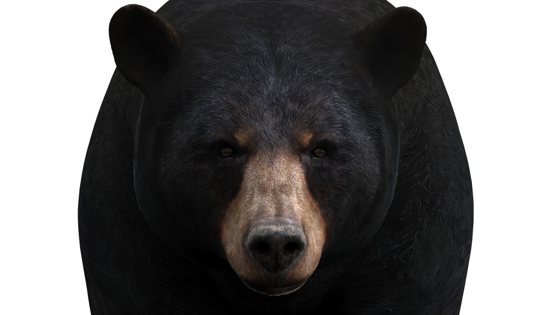 ArtStation - Animated Black Bear 3D Model - Game Ready