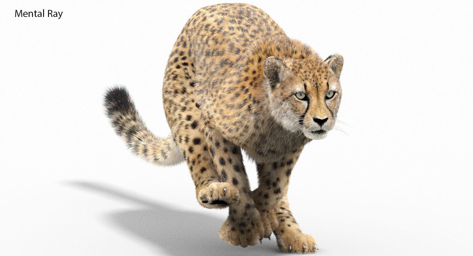Andranik Tigranyan - Animated Furry Cheetah 3d Model by PROmax3D