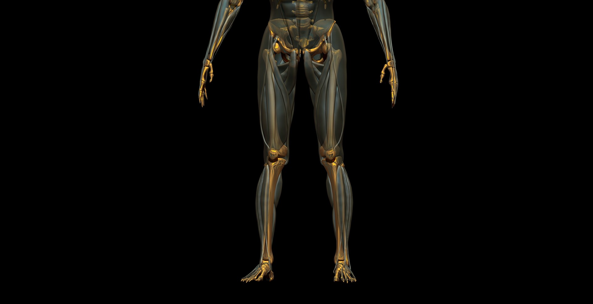 Christopher Grant - Écorché on Photoscanned Skeleton