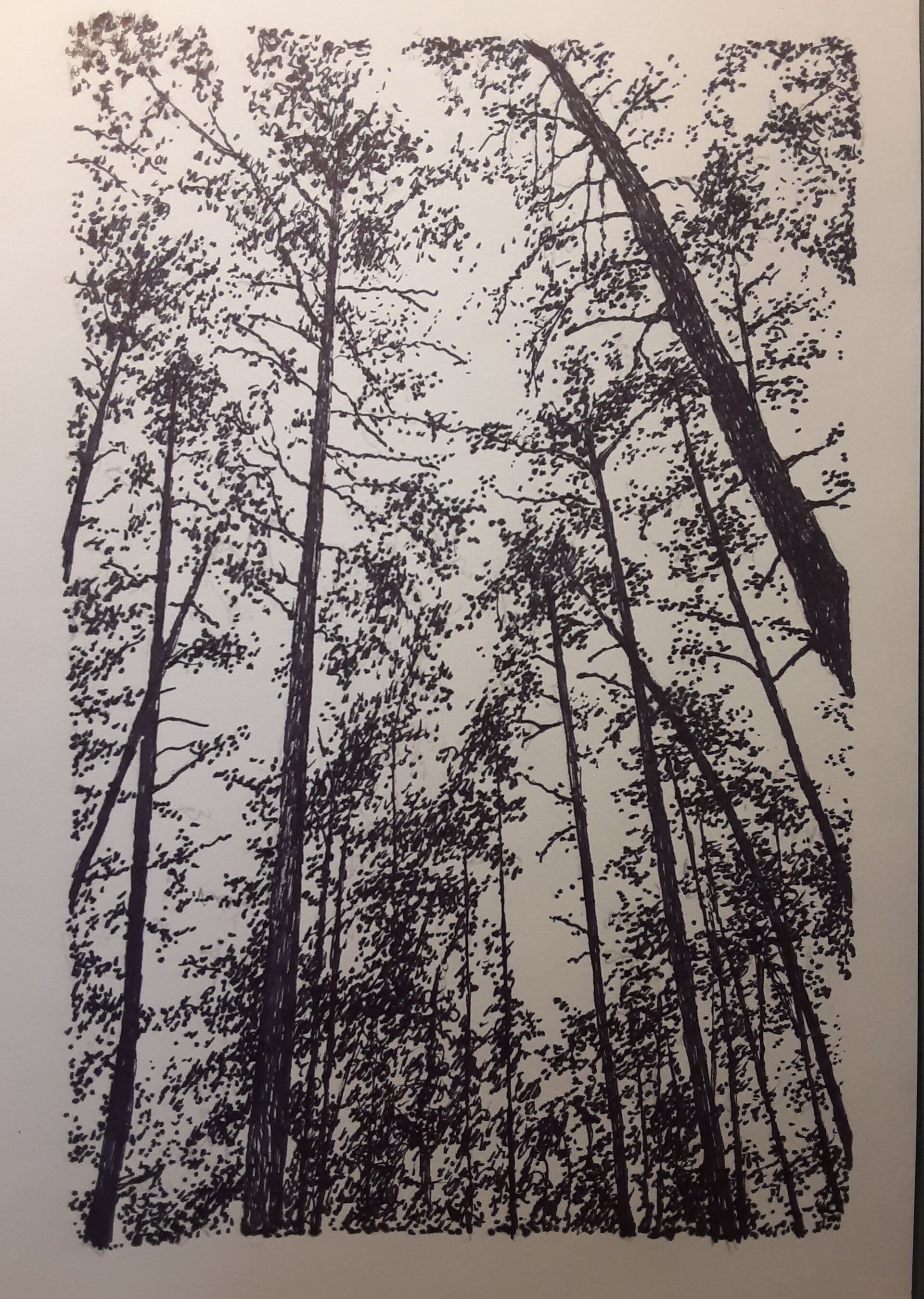 ArtStation - Pen and ink of trees