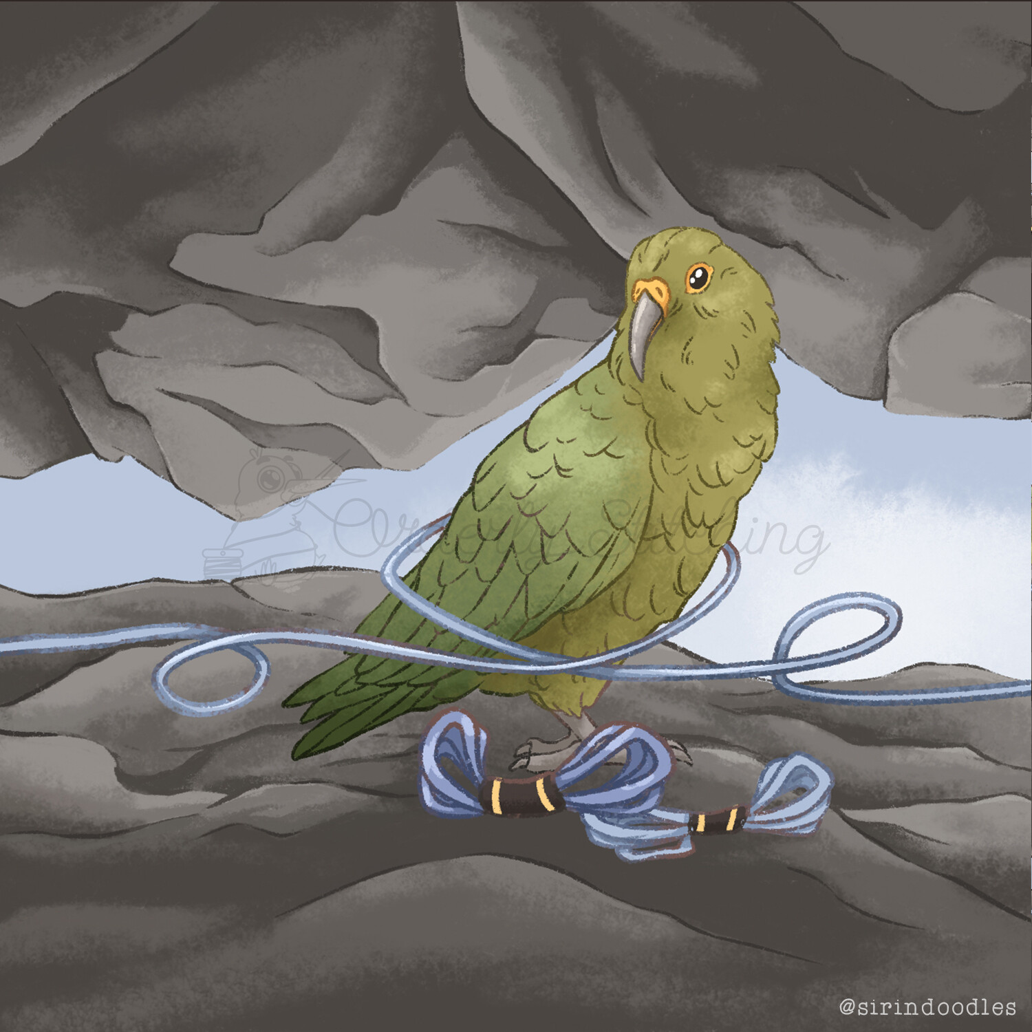 Sirin Doodles - Kea - New Zealand birds