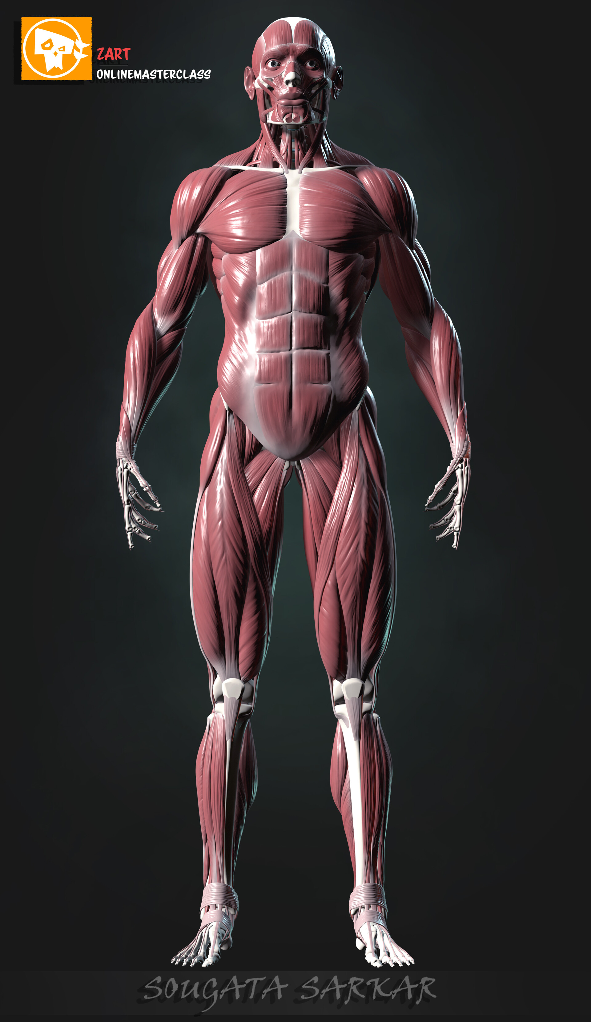 ArtStation - Human Body Muscle Study