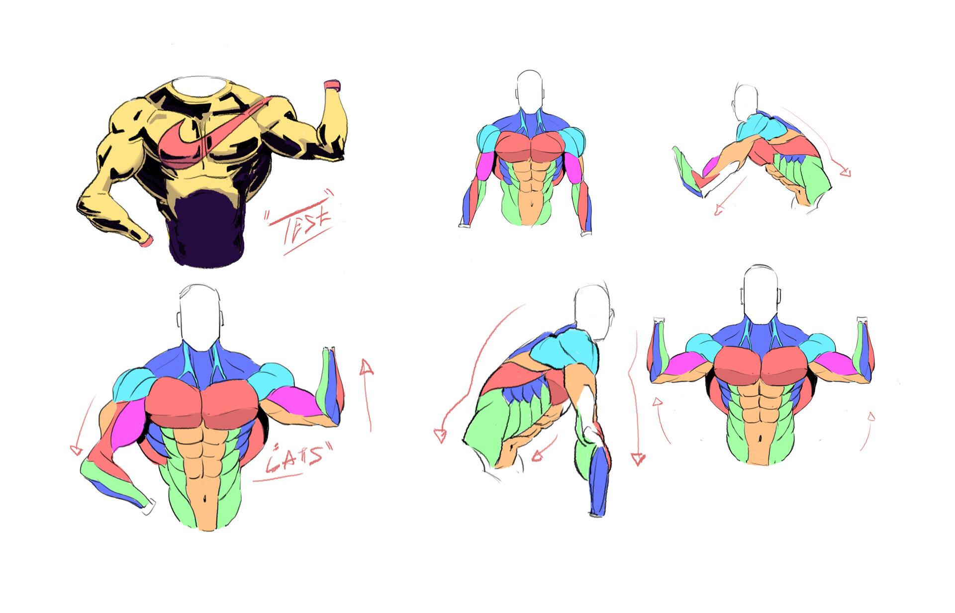 ArtStation - Anatomy Studies