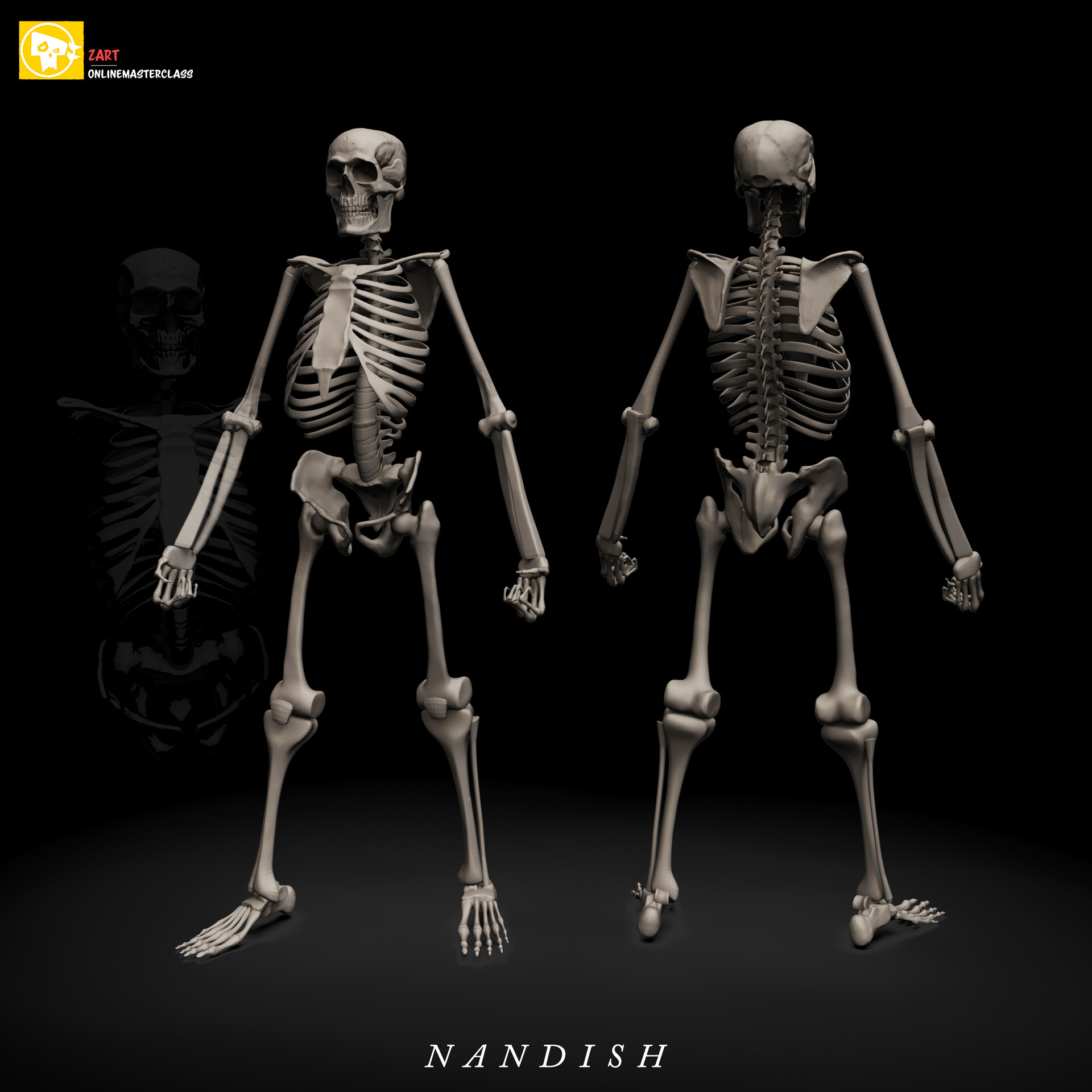 ArtStation - ANATOMY OF SKELETON BONE