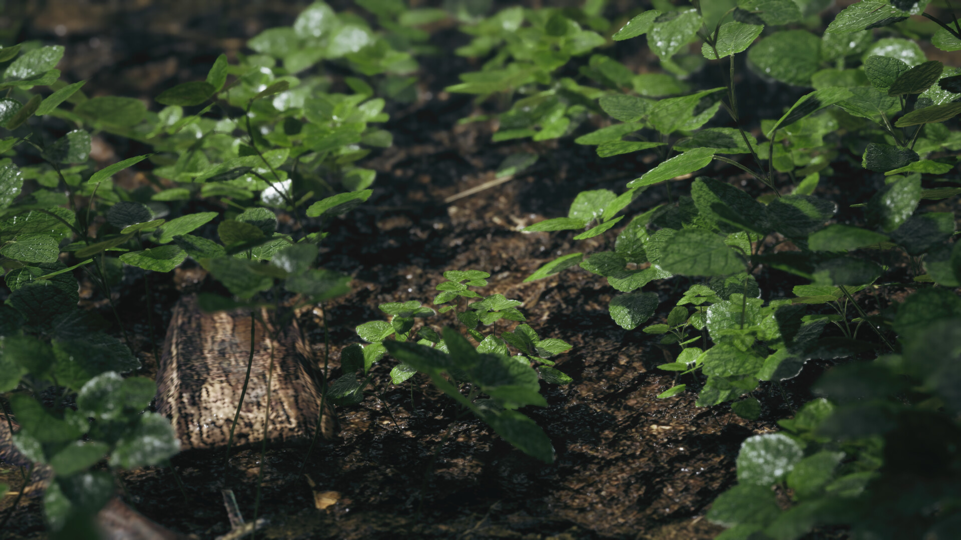 Ian Zander - Wet Forest Floor
