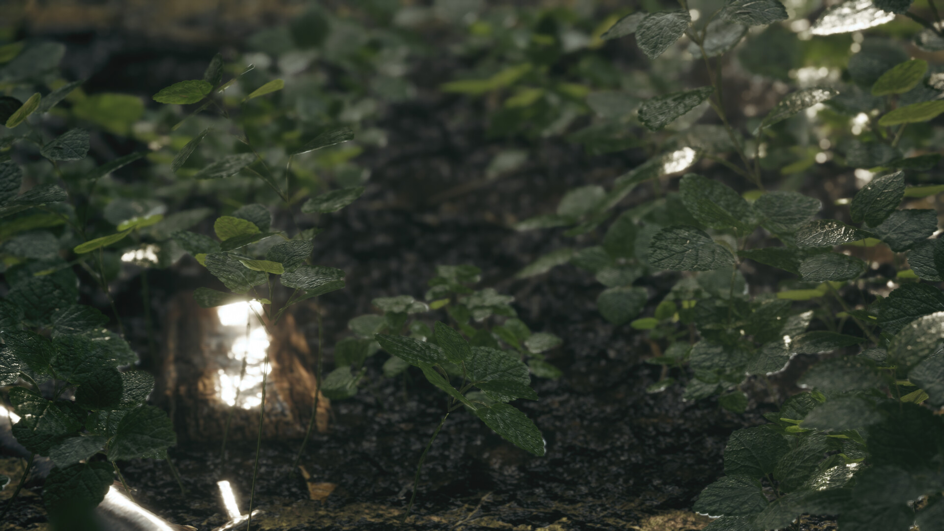 Ian Zander - Wet Forest Floor