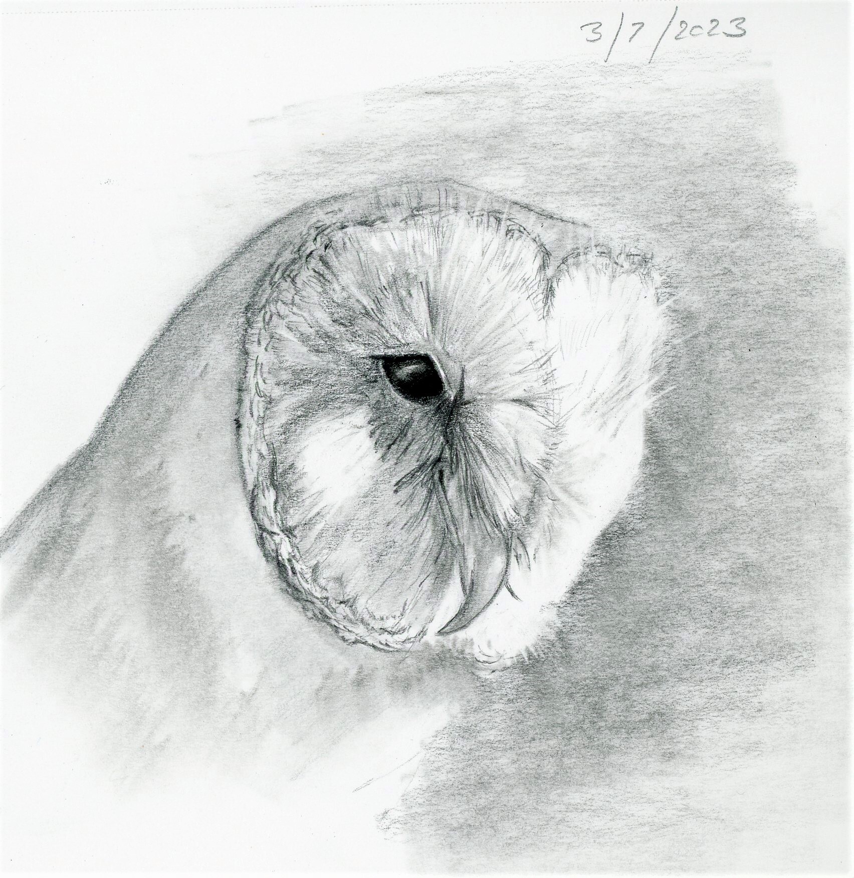 ArtStation - Barn Owl studies