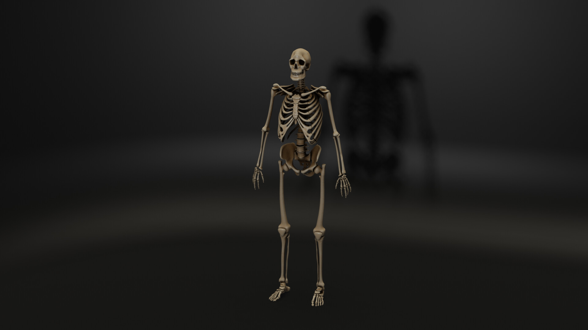 ArtStation - Human Skeleton 3D model