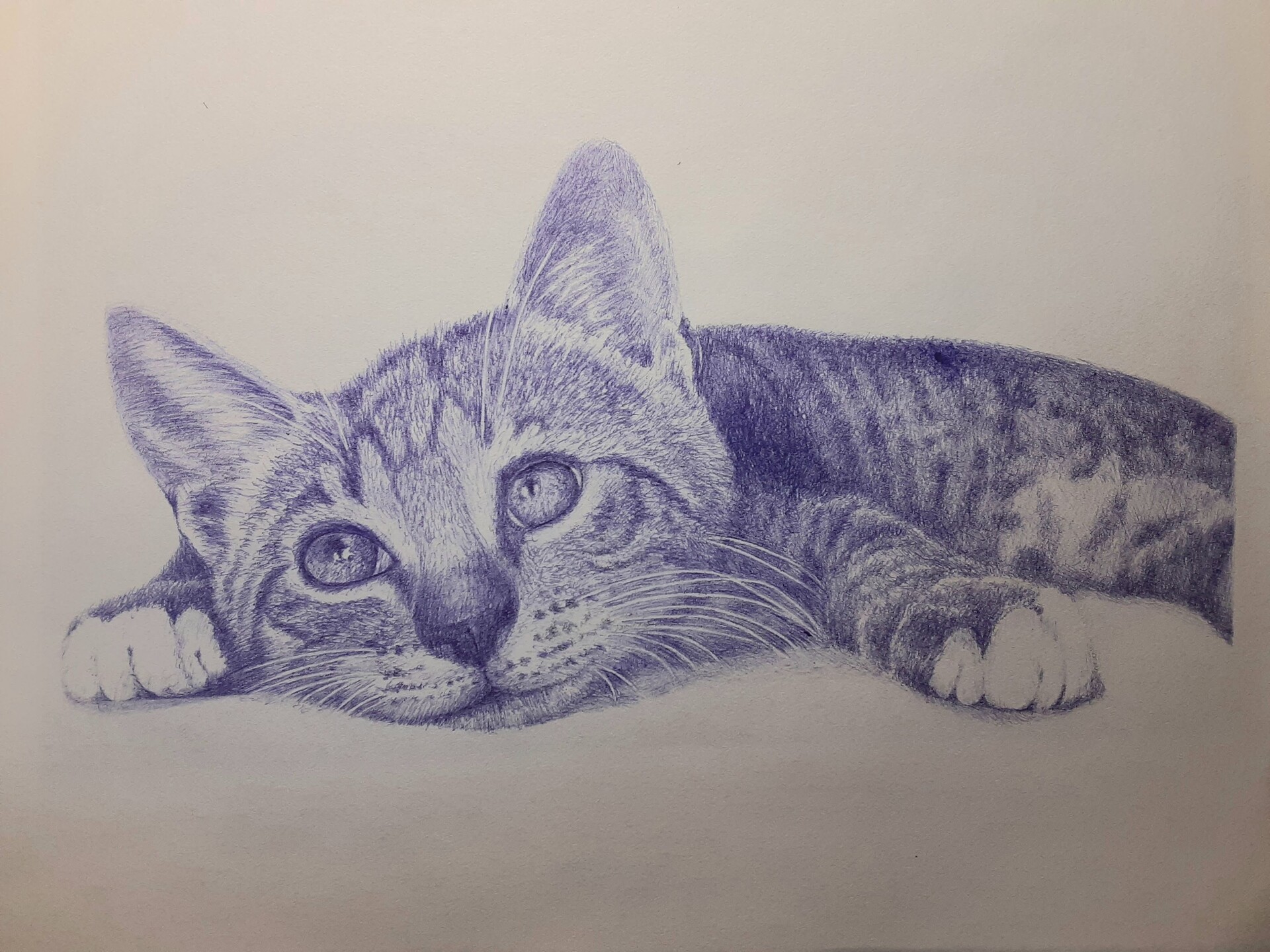 ArtStation - Ballpoint pen drawing of a cat