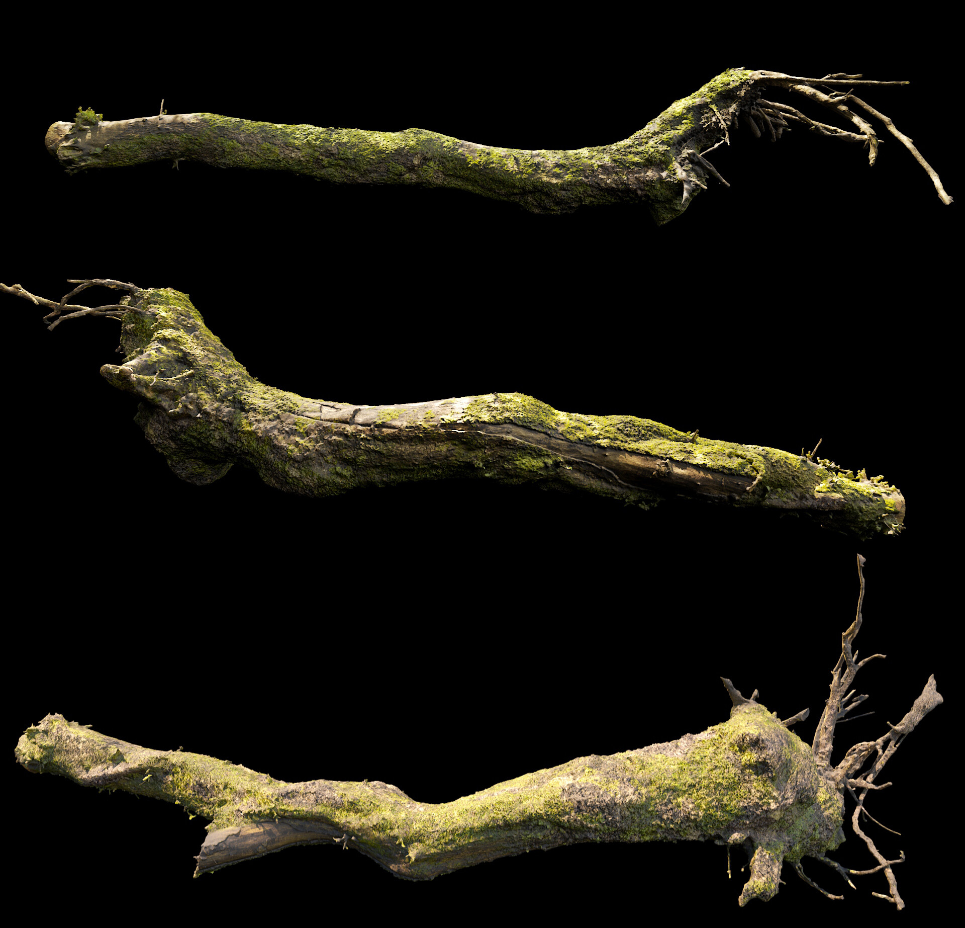 Jurand Macioszczyk Photogrammetry Portfolio - Decomposed forest tree ...