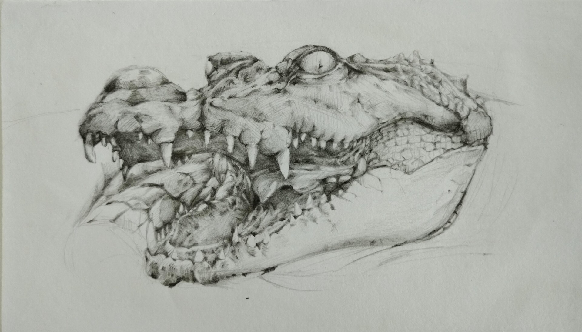 ArtStation - Crocodile Pencil Sketch