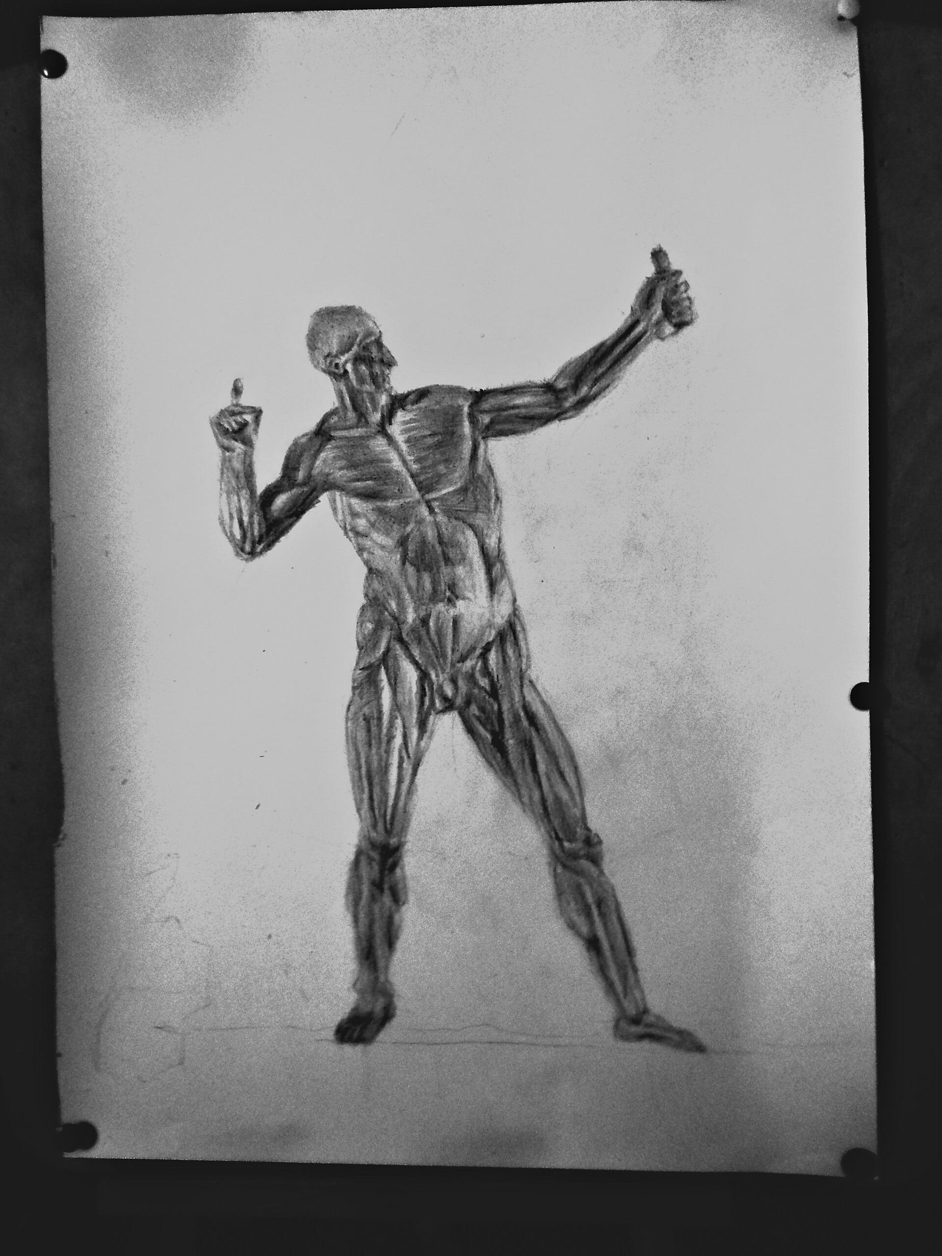 ArtStation - Muscle scheme