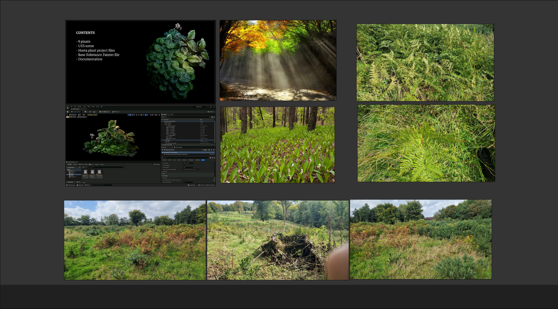 Jurand Macioszczyk Photogrammetry Portfolio - Decomposed forest tree ...