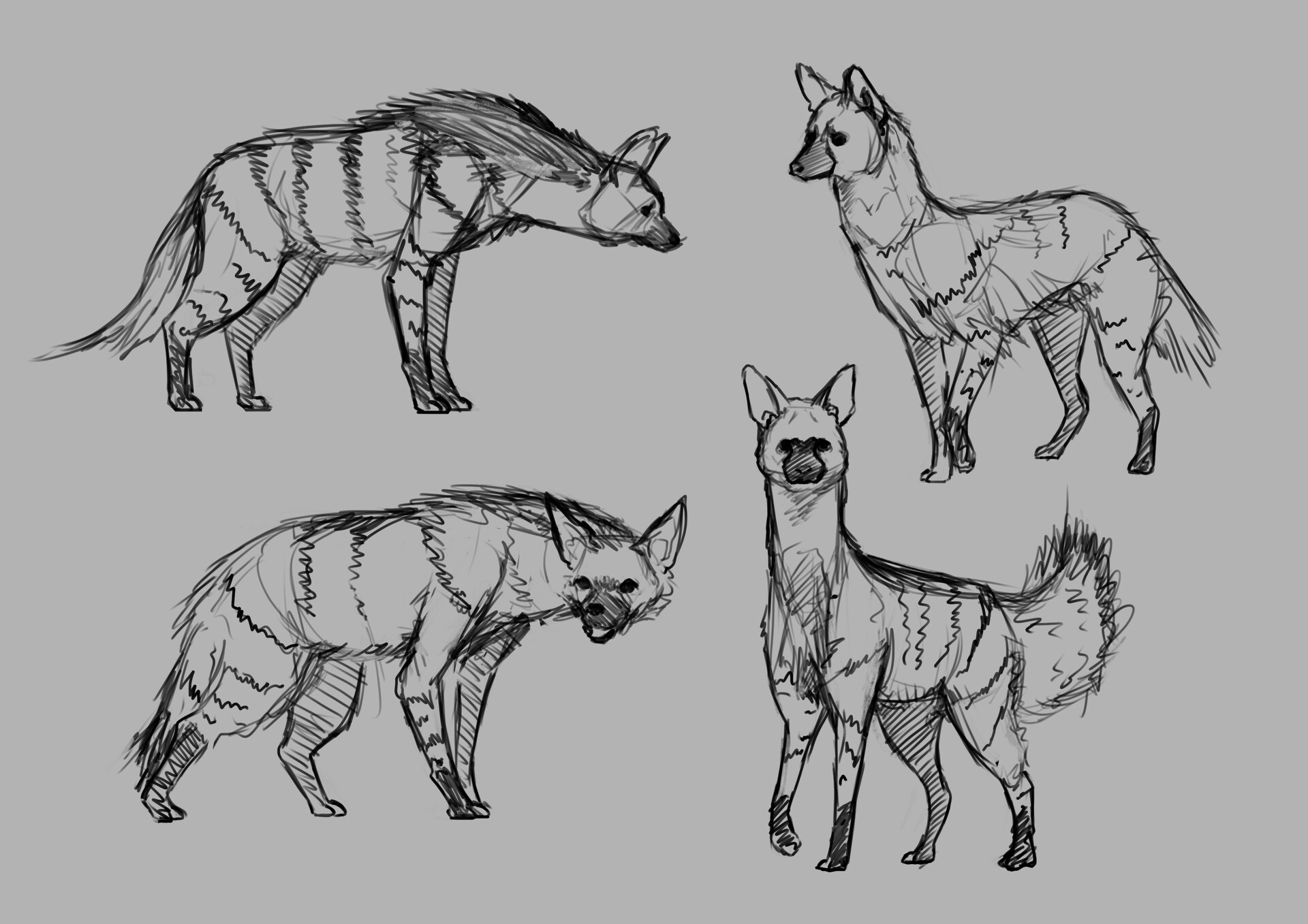 Aardwolf Drawing