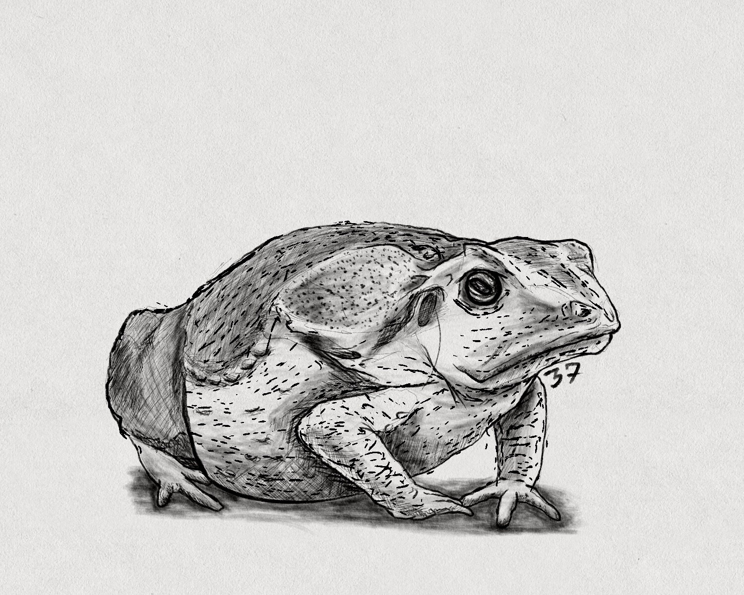 ArtStation - Inktober’23 - Day 8: Toad