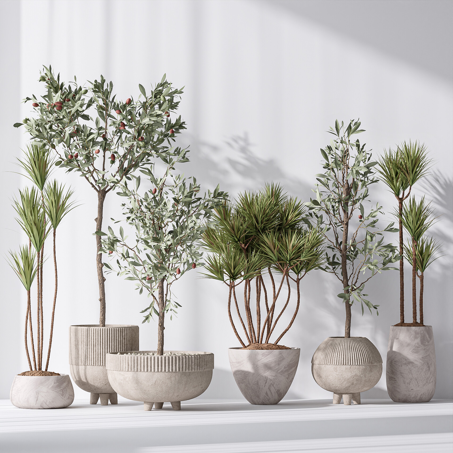 ArtStation - Yucca Elephantipes Gigantea and Mission Olive Tree Indoor ...