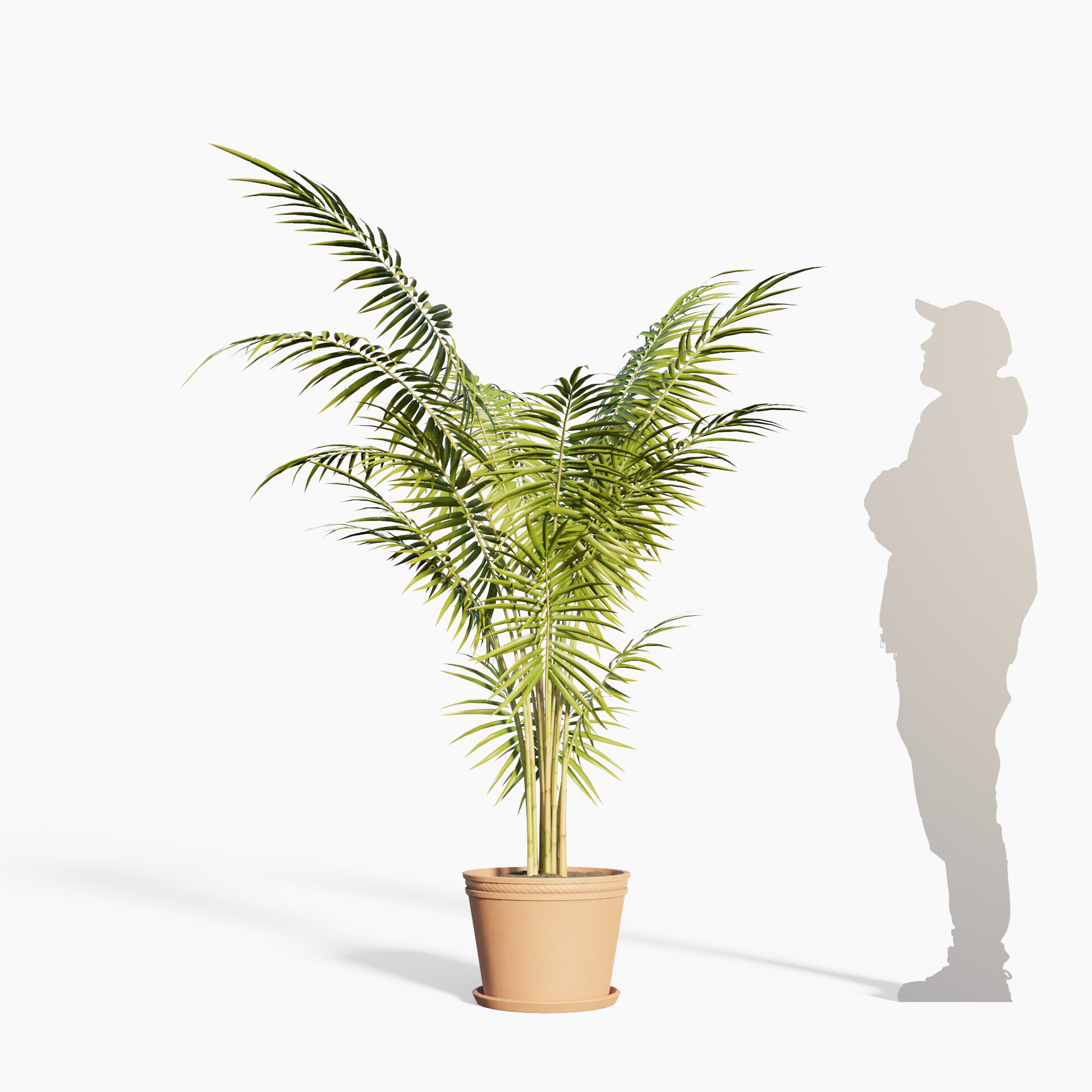 Otso Jylhä - Bamboo Palm