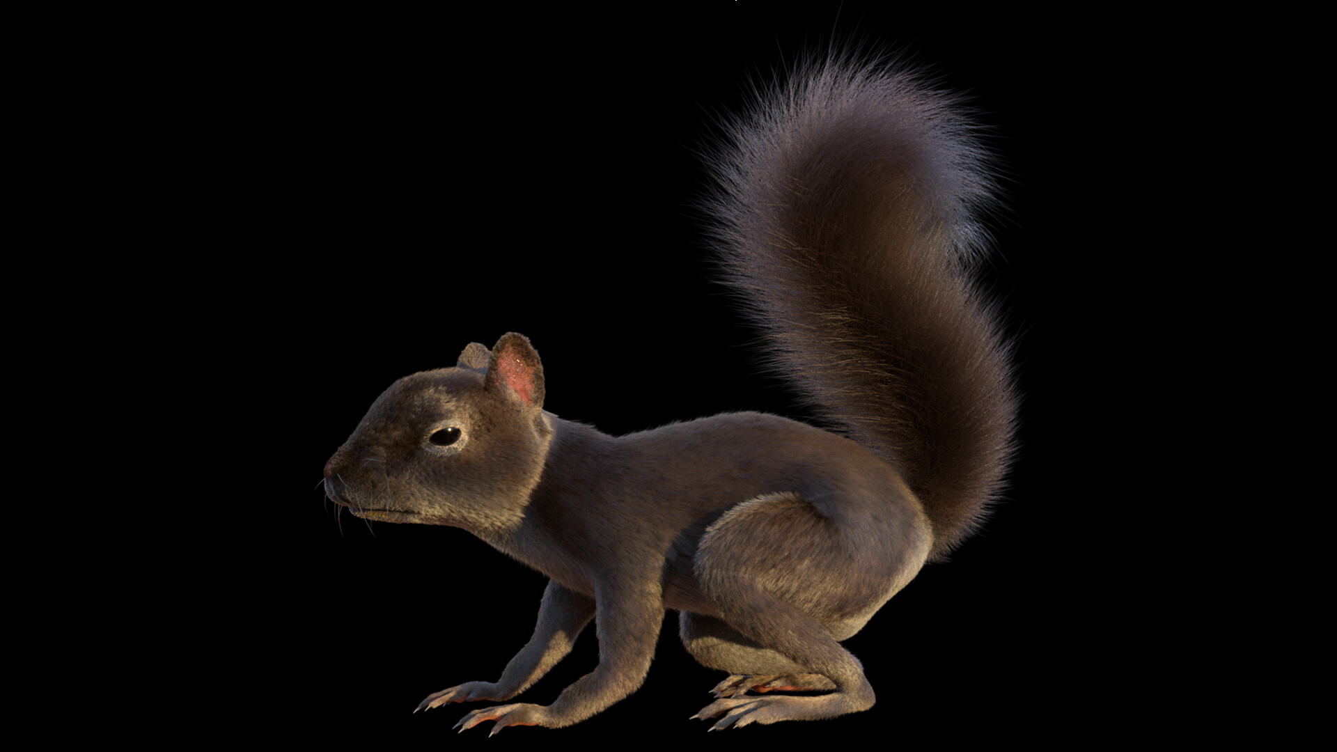 ArtStation - Squirrel Groom
