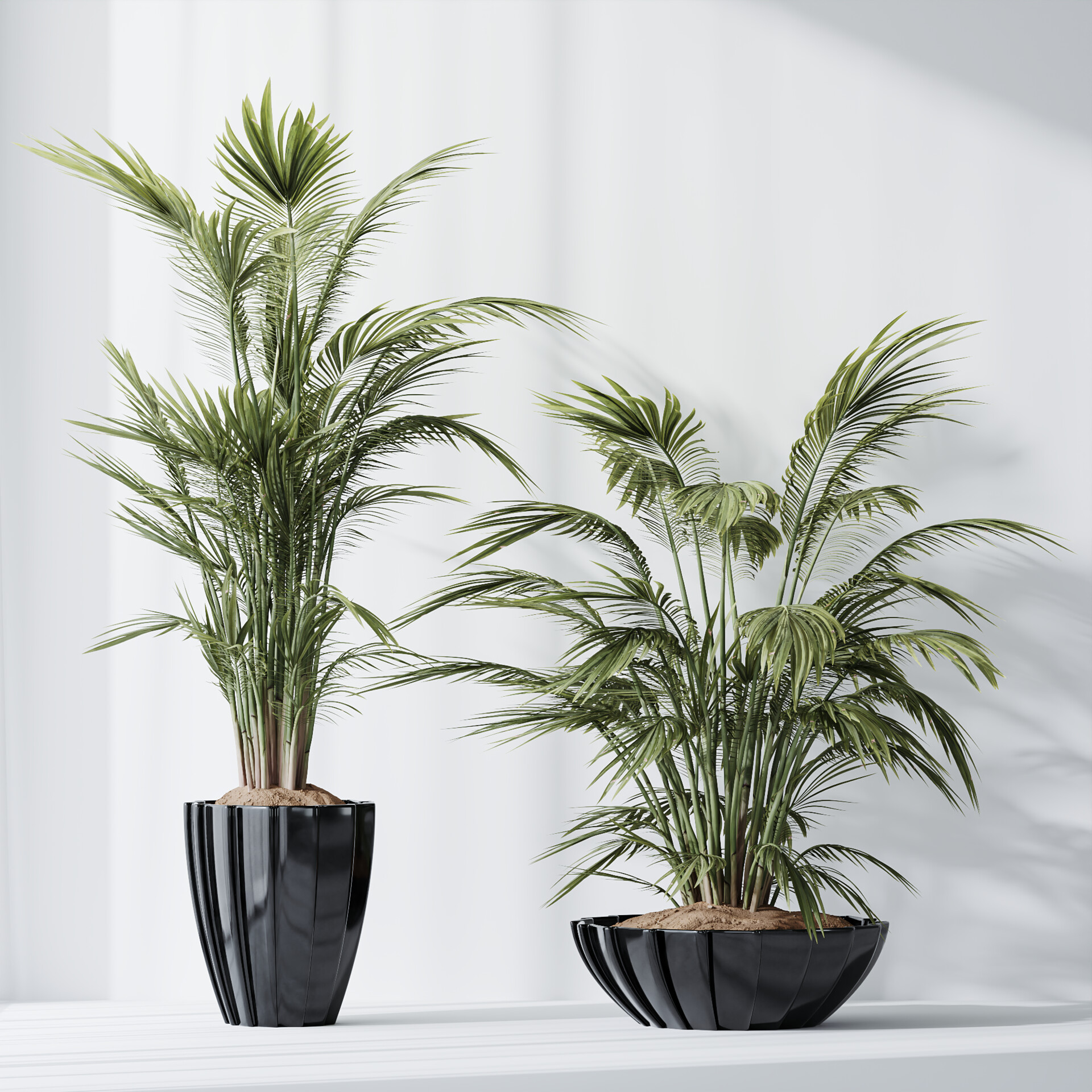 ArtStation - HQ Plants Areca Majesty Cat Reed Palm Set04