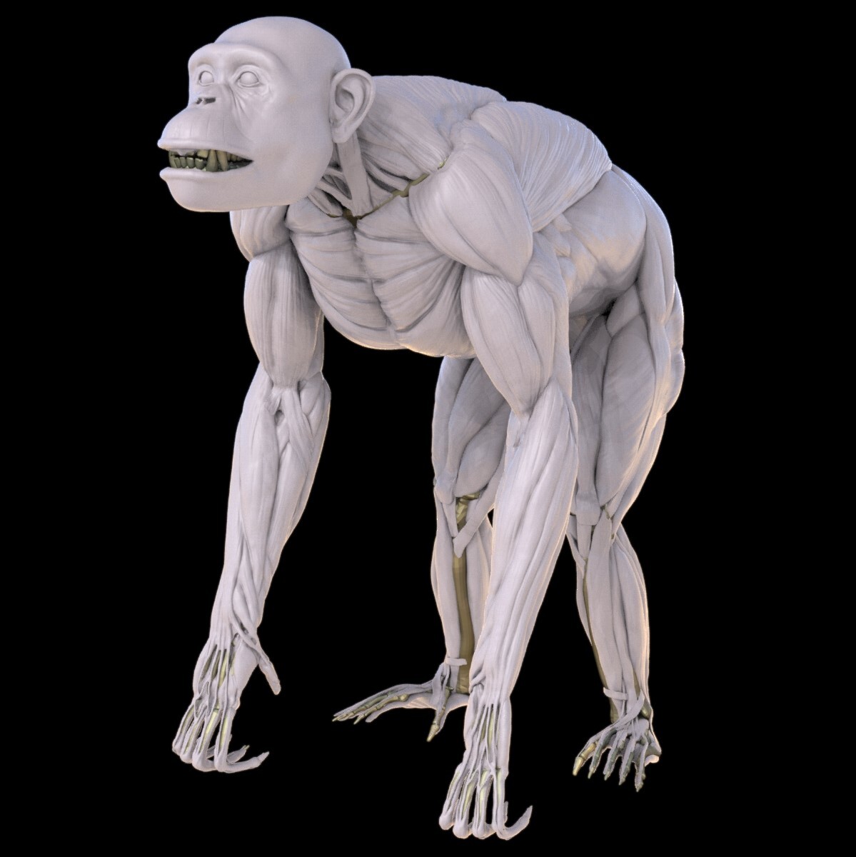 Pete Flint - Chimp Anatomy Study - Muscles