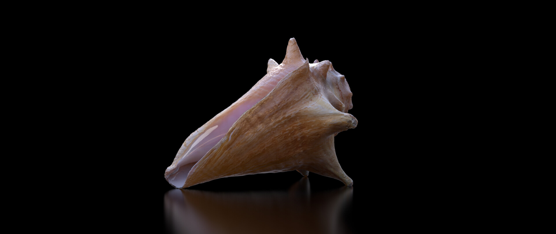 ArtStation - Conch Shell