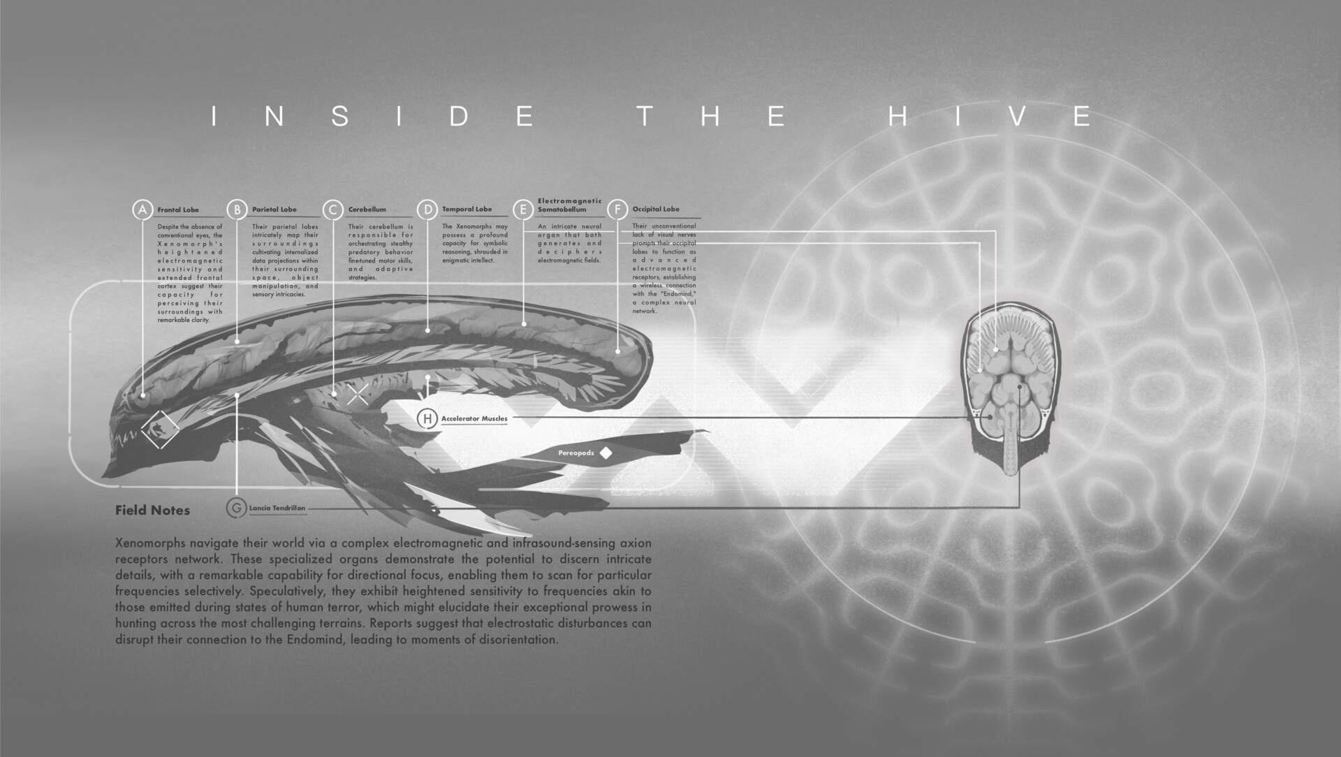 ArtStation - Inside the Hive - Xenomorphidea Ultrasound Composite