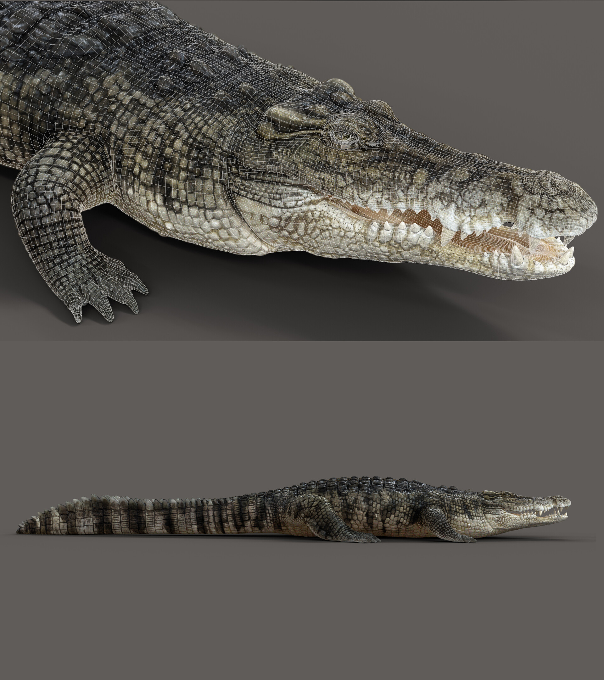 Massimo Righi - New crocodile model
