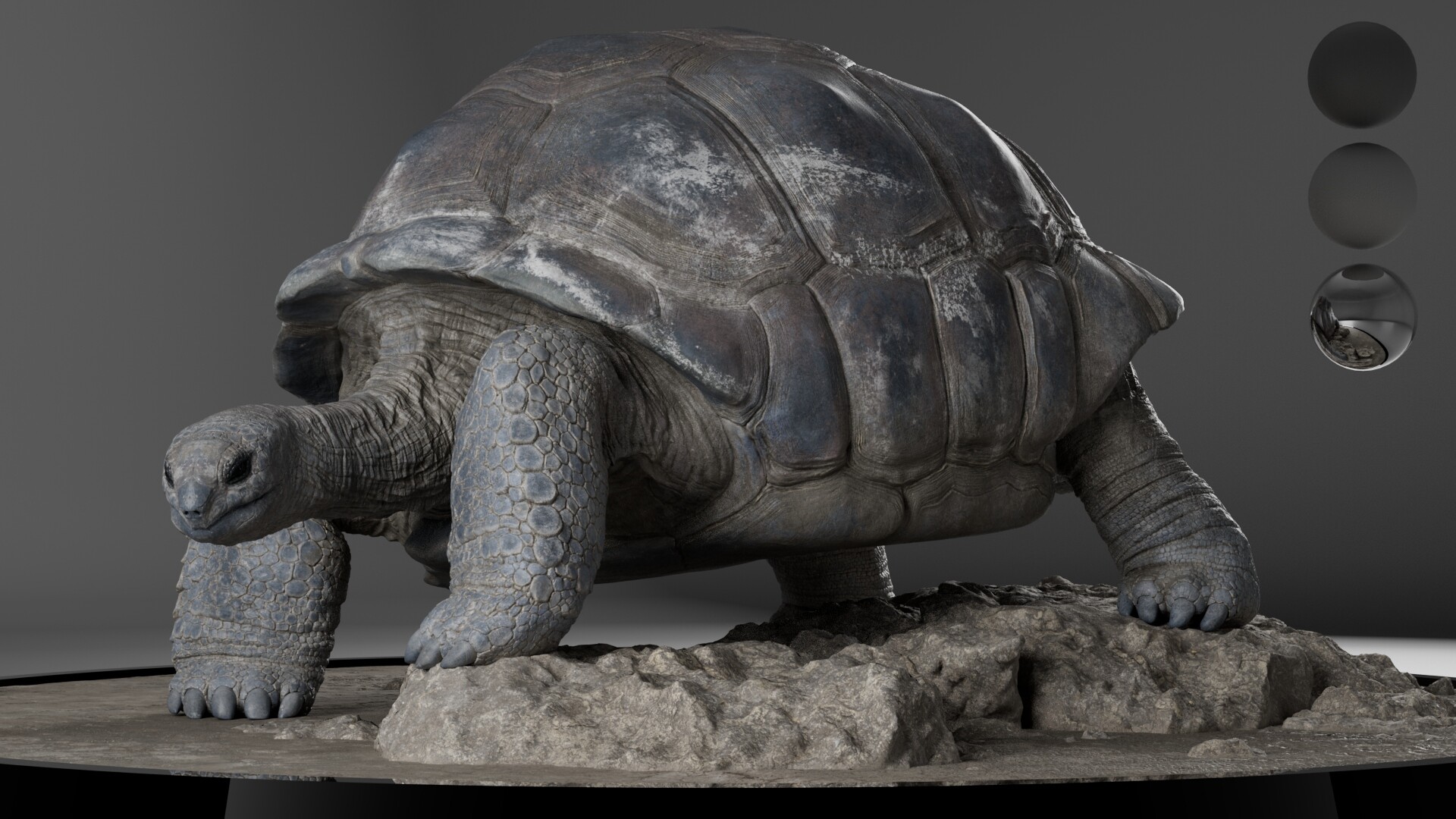 ArtStation - Aldabra Giant Tortoise