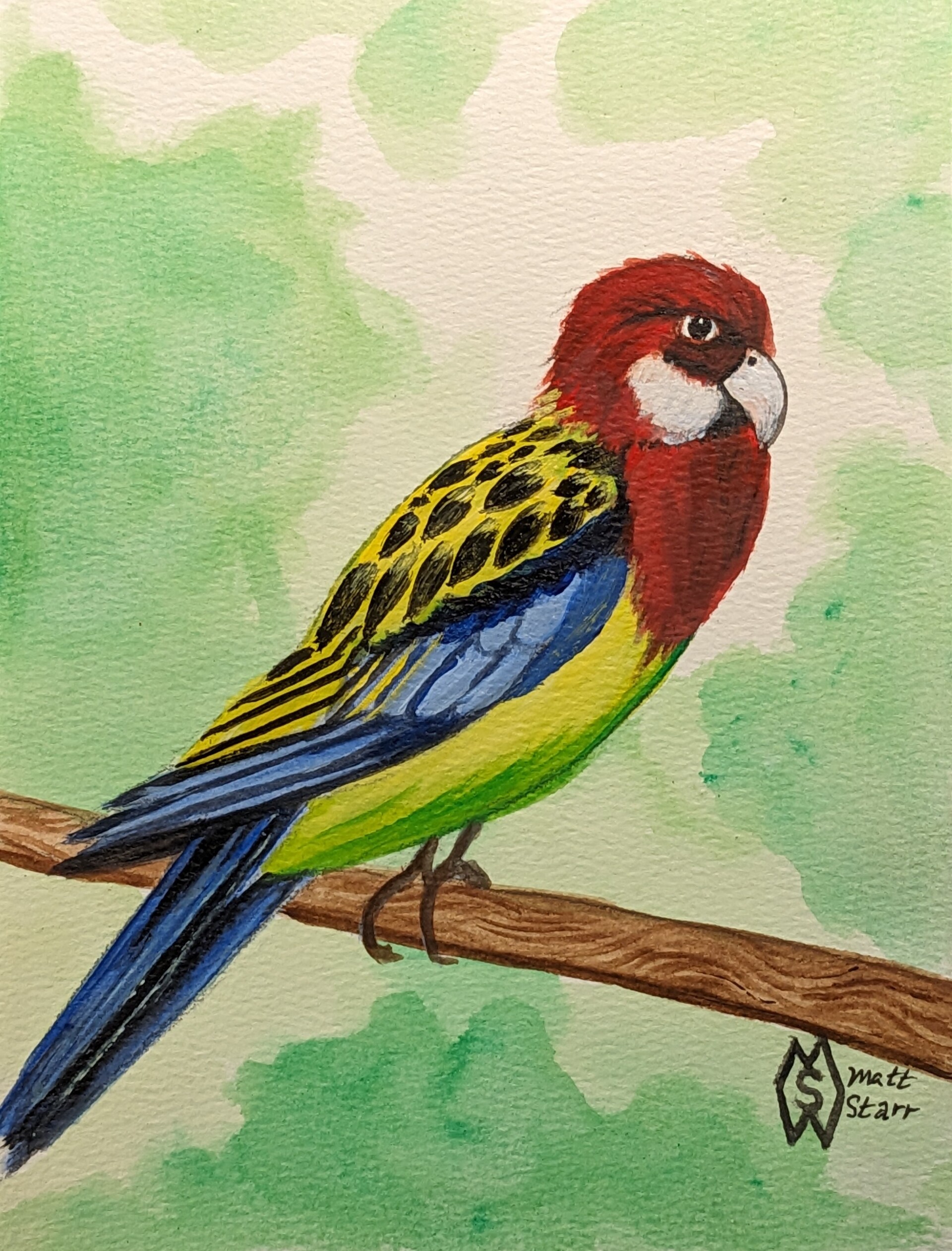 ArtStation - Eastern rosella in the bushland