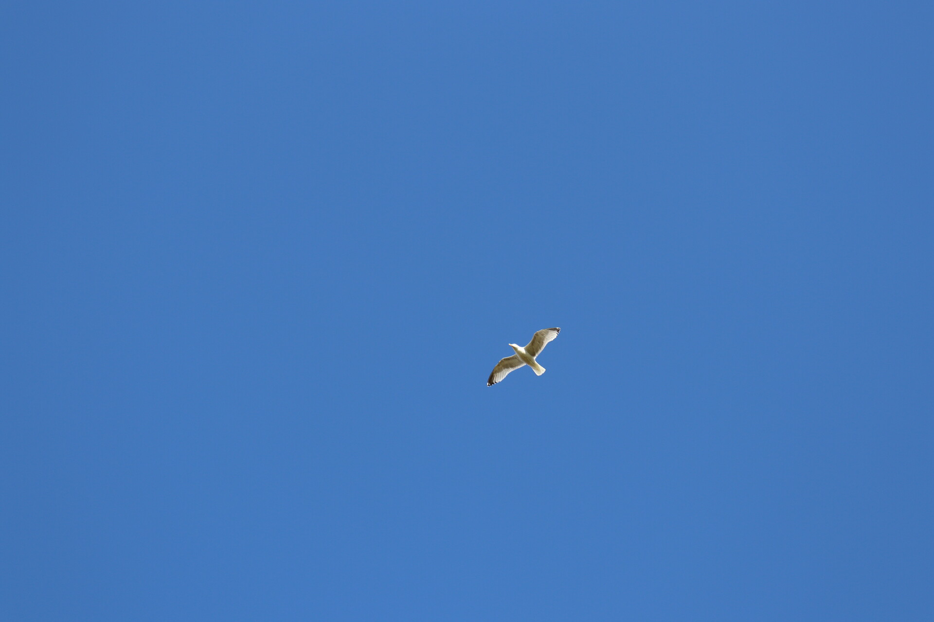 ArtStation - Flying bird photo