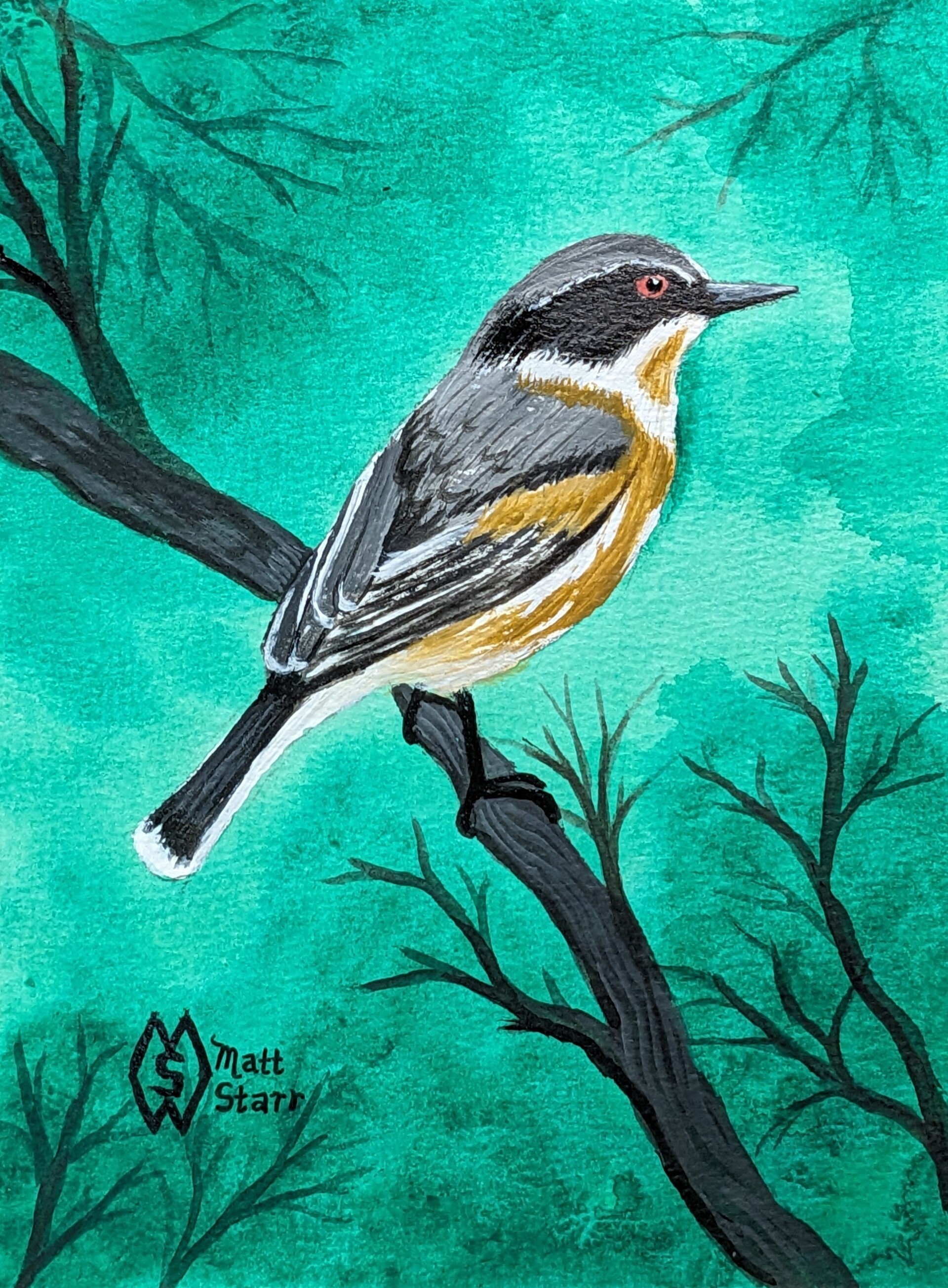 ArtStation - Cape batis in the coastal forest